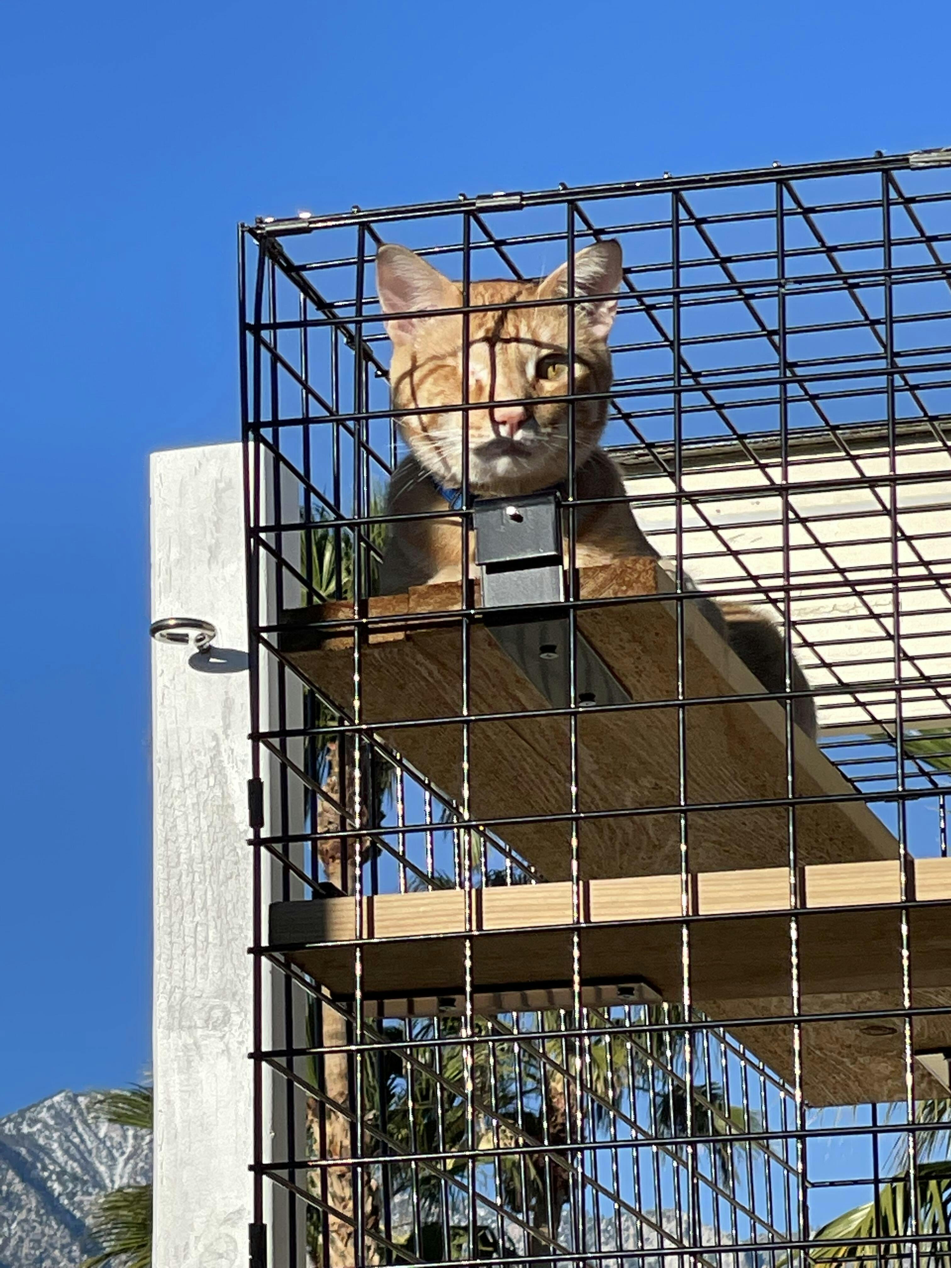 Planning Your Enclosure - Habitat Haven