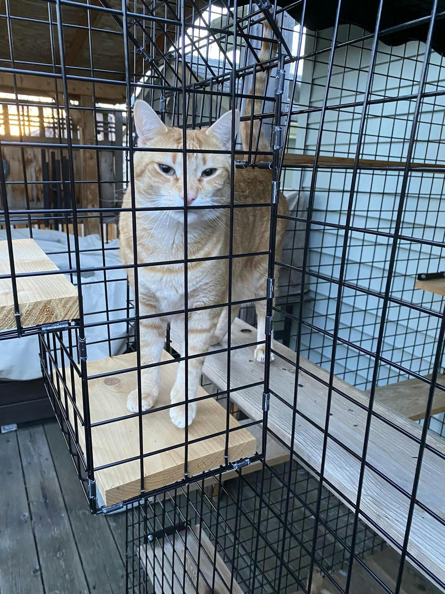 Catio Outdoor Cat Enclosures | Cat Runs by Habitat Haven