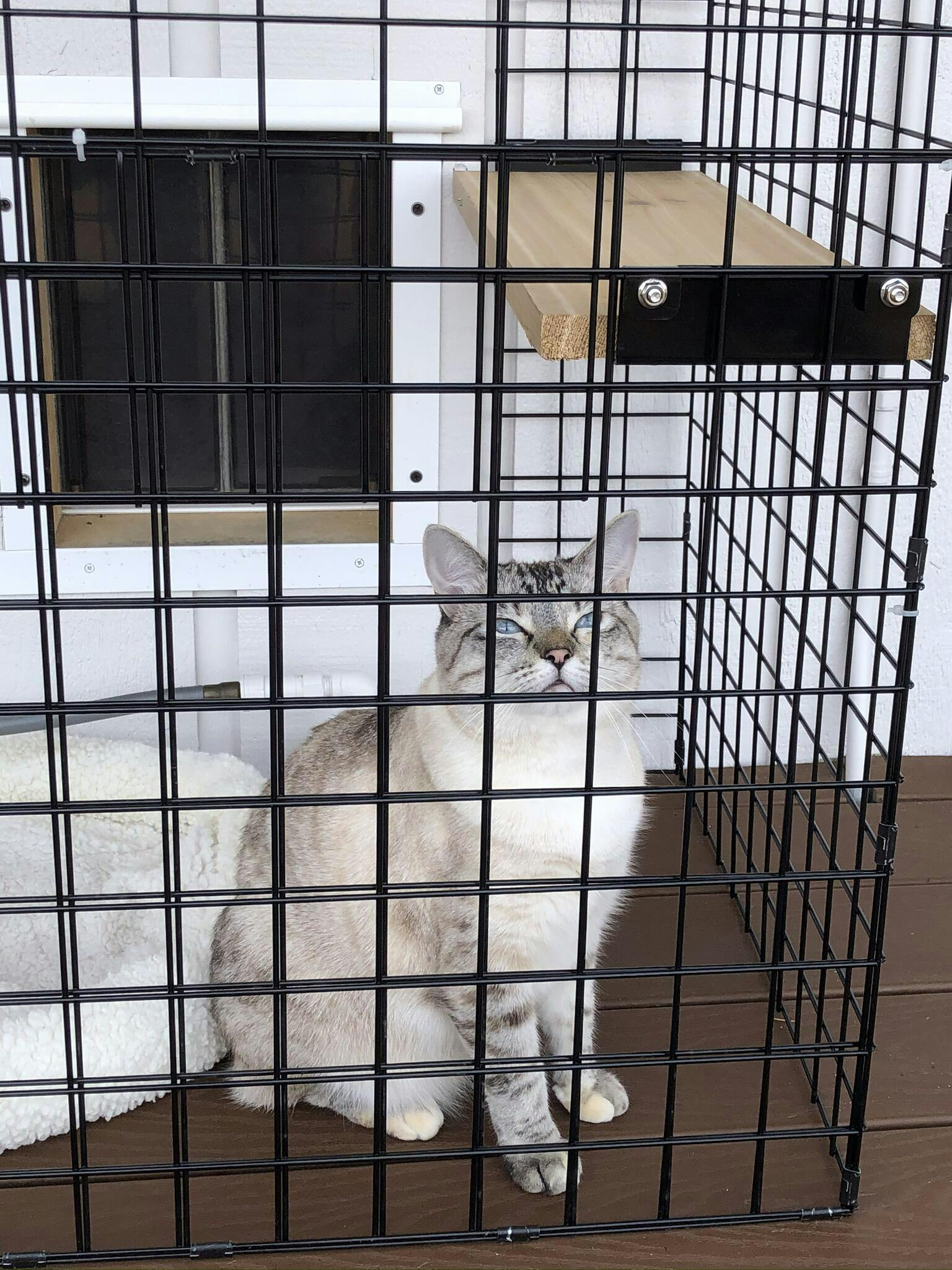 Catio Outdoor Cat Enclosures | Cat Runs by Habitat Haven