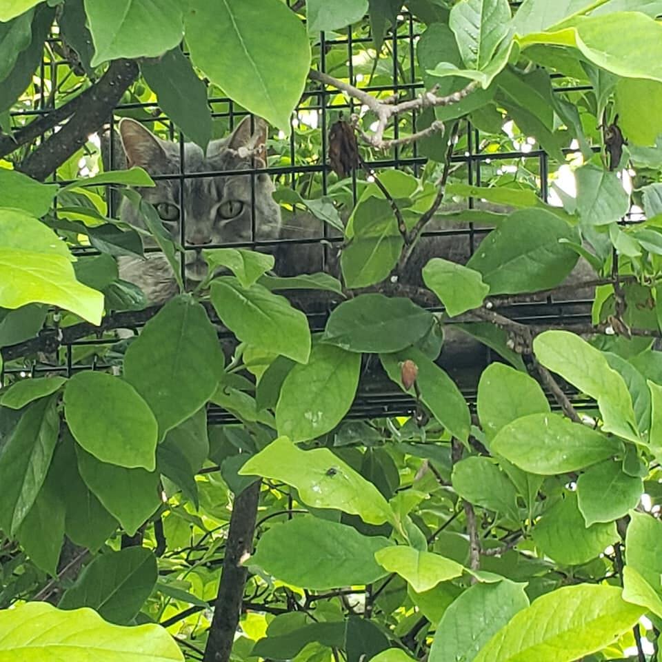 Catio Outdoor Cat Enclosures | Cat Runs by Habitat Haven