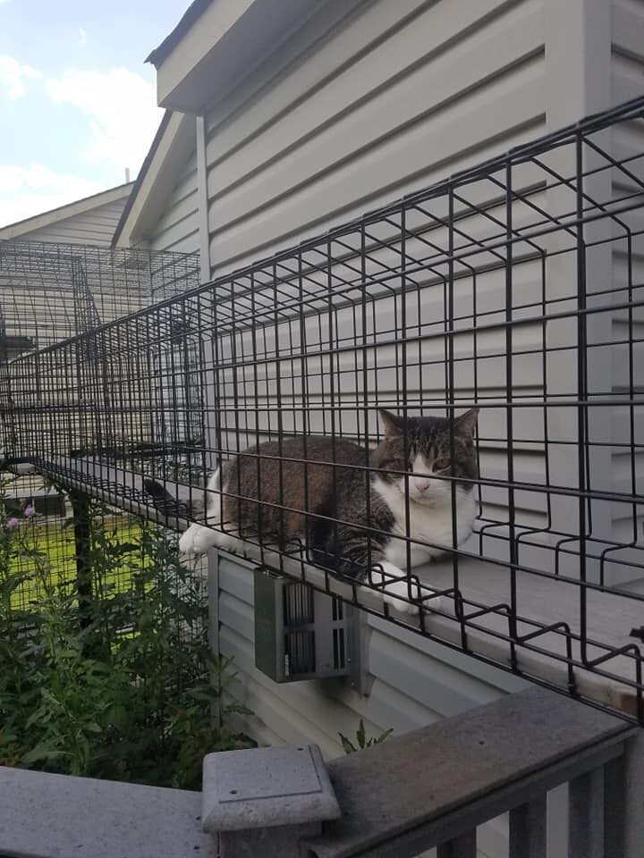 Catio Outdoor Cat Enclosures | Cat Runs by Habitat Haven