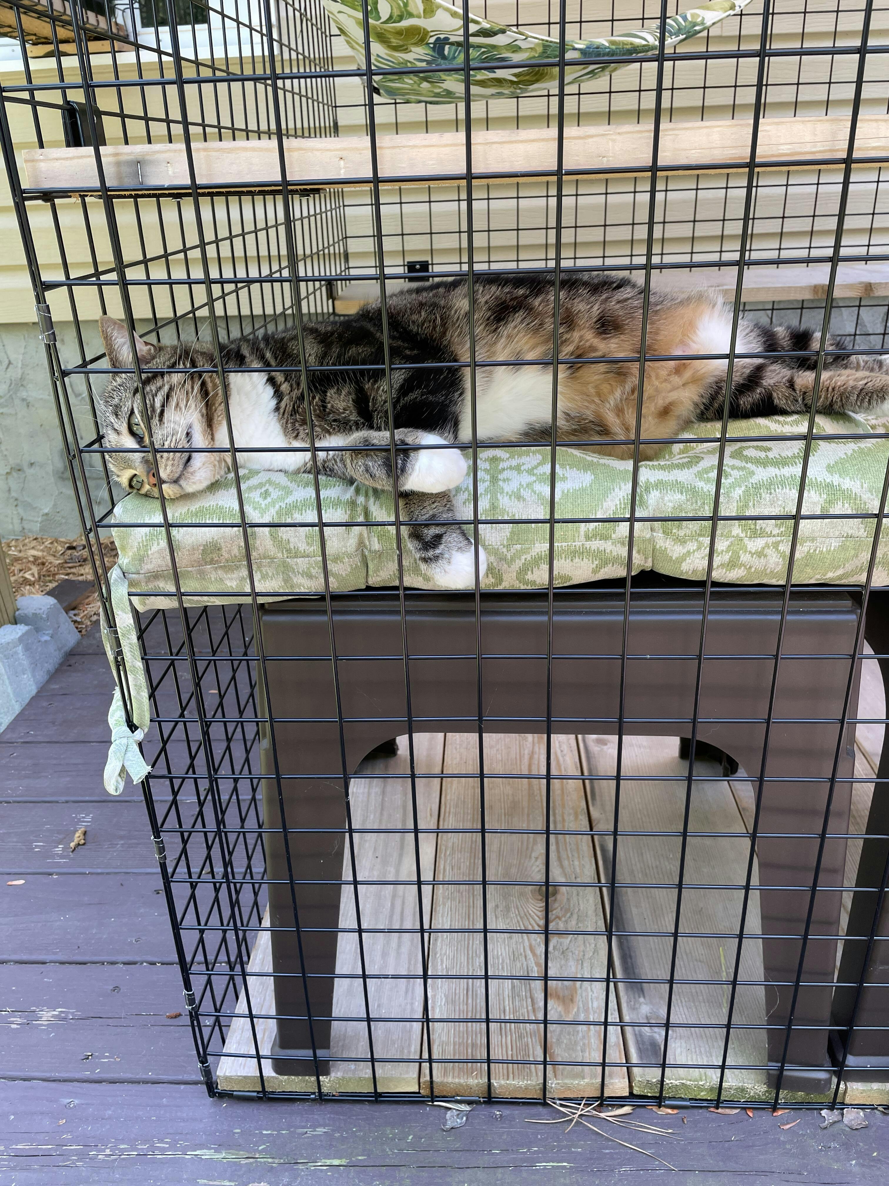 Catio Outdoor Cat Enclosures | Cat Runs by Habitat Haven