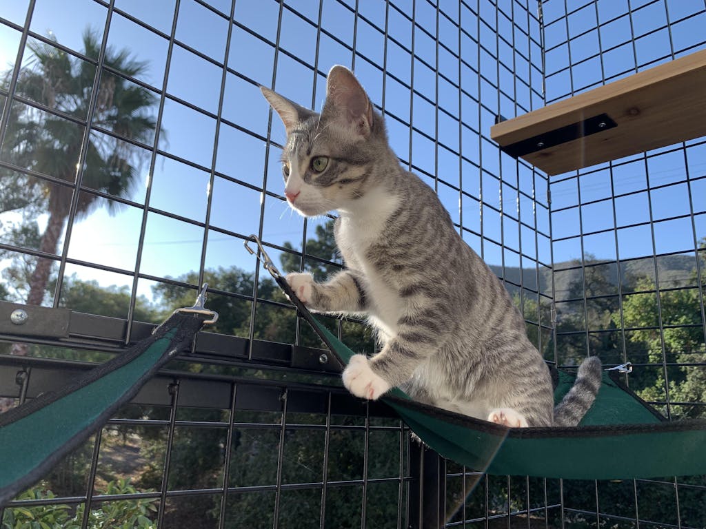 Cat Fences | Safe Cat-Proof Fences | Habitat Haven