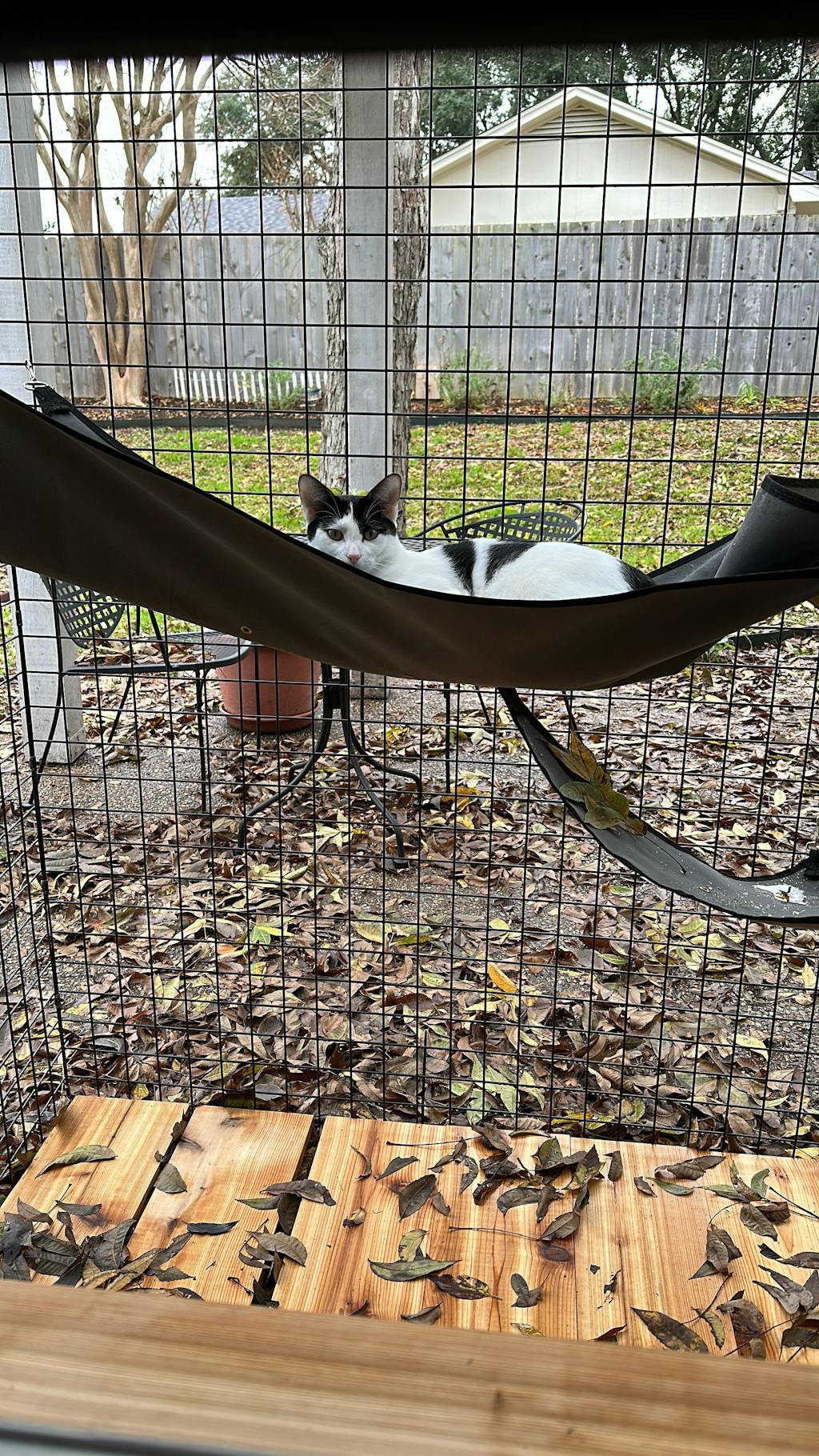 Catio Outdoor Cat Enclosures | Cat Runs by Habitat Haven