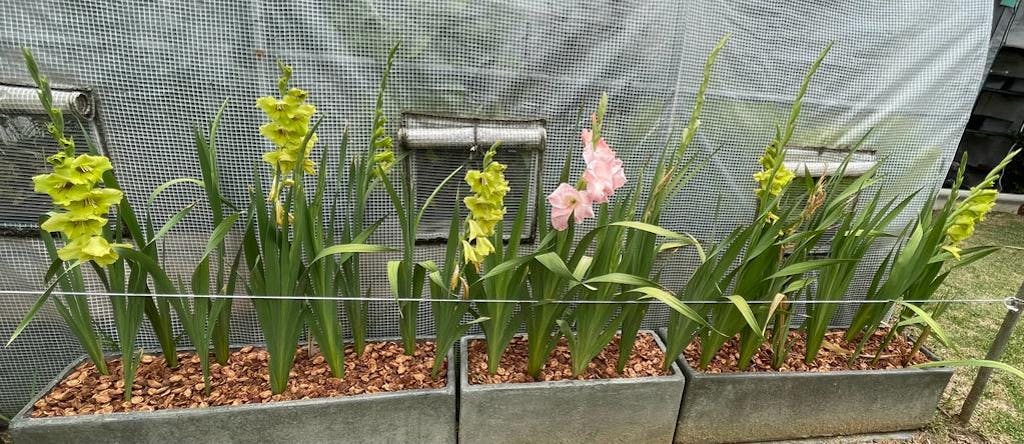 Hadeco.co.za, your blooming gardening journey starts here.