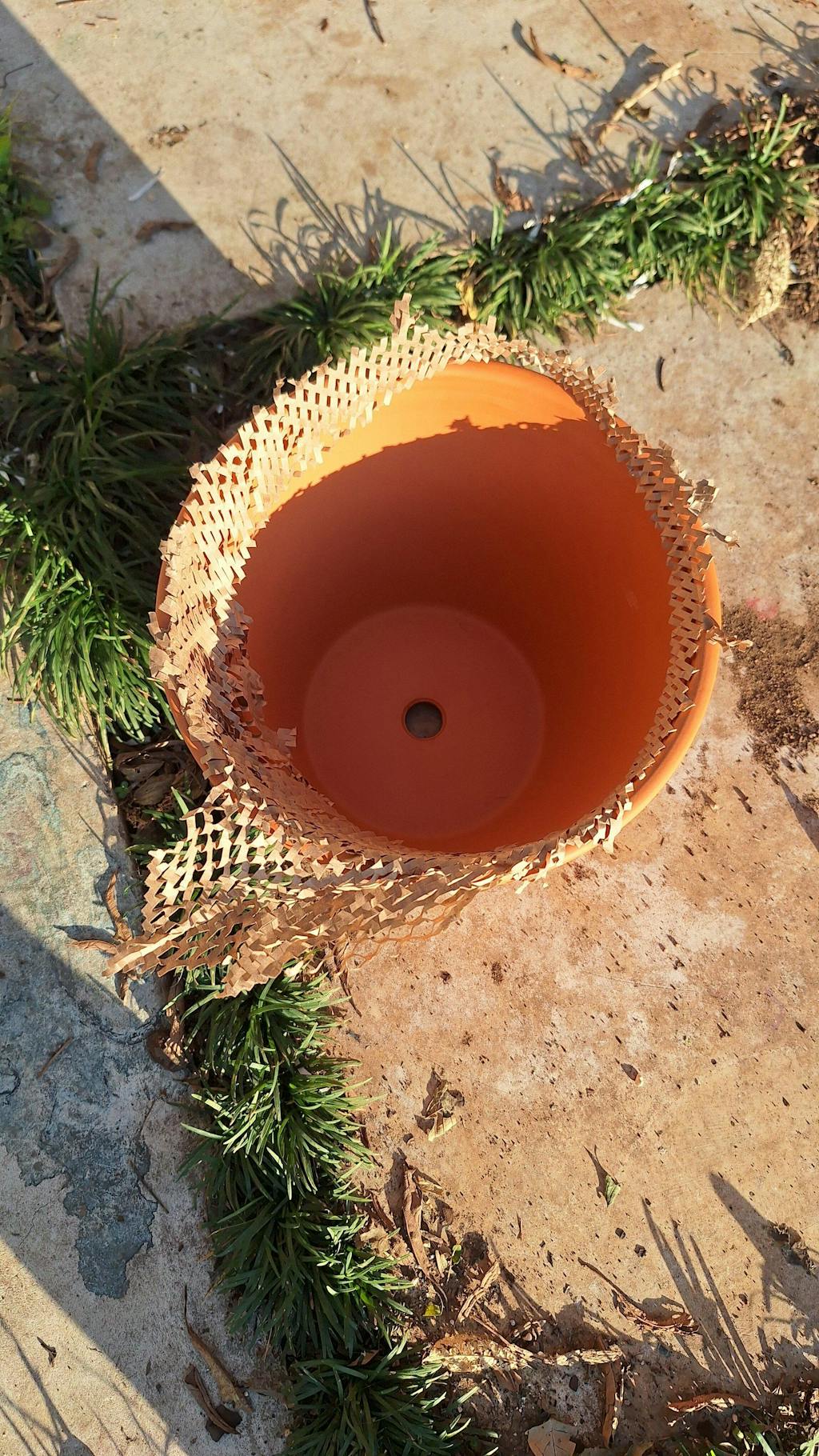 Buy Hadeco Hippeastrum / amaryllis bulbs online — Hadeco.co.za