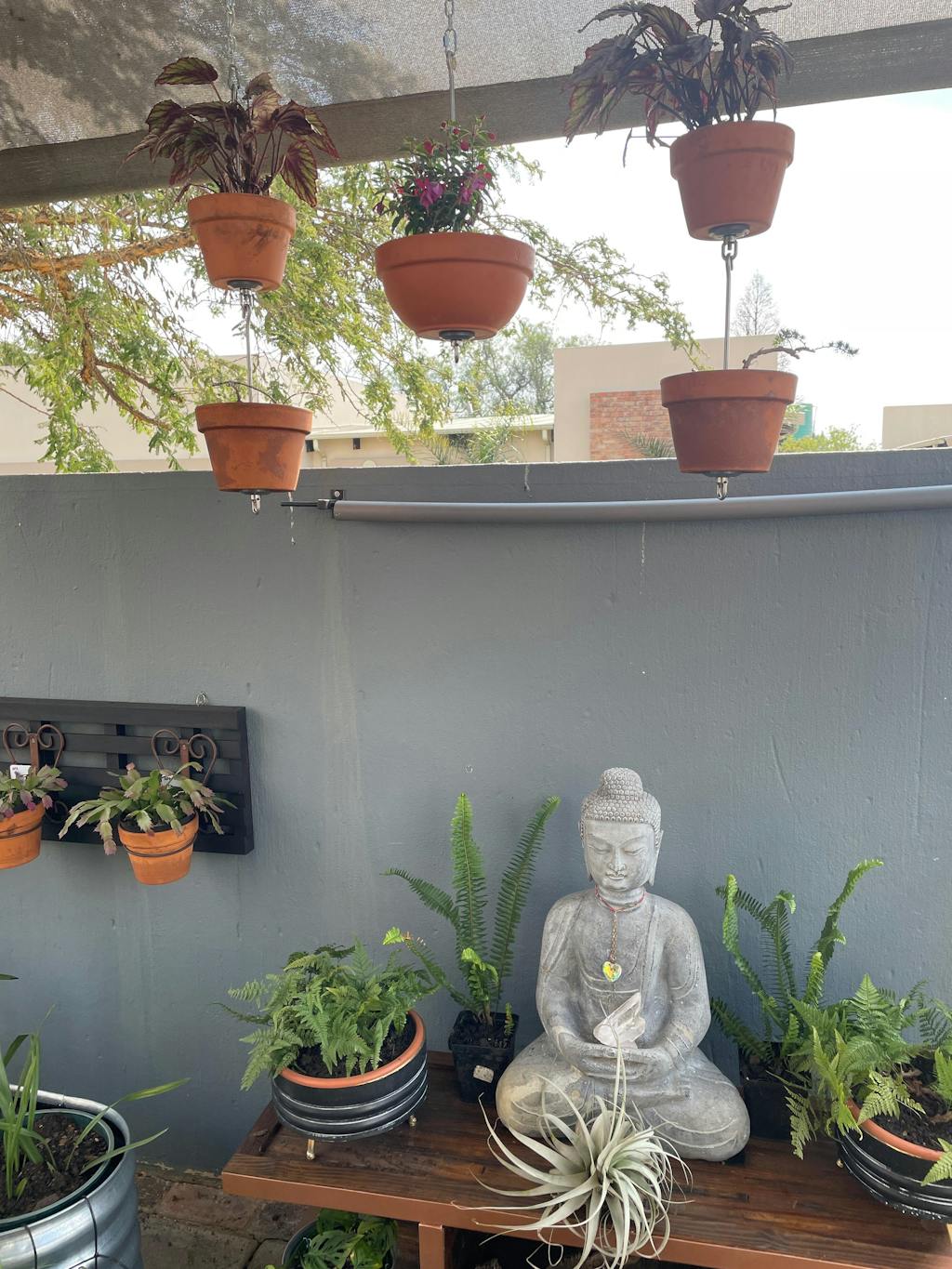 Buy Hadeco Hippeastrum / amaryllis bulbs online — Hadeco.co.za