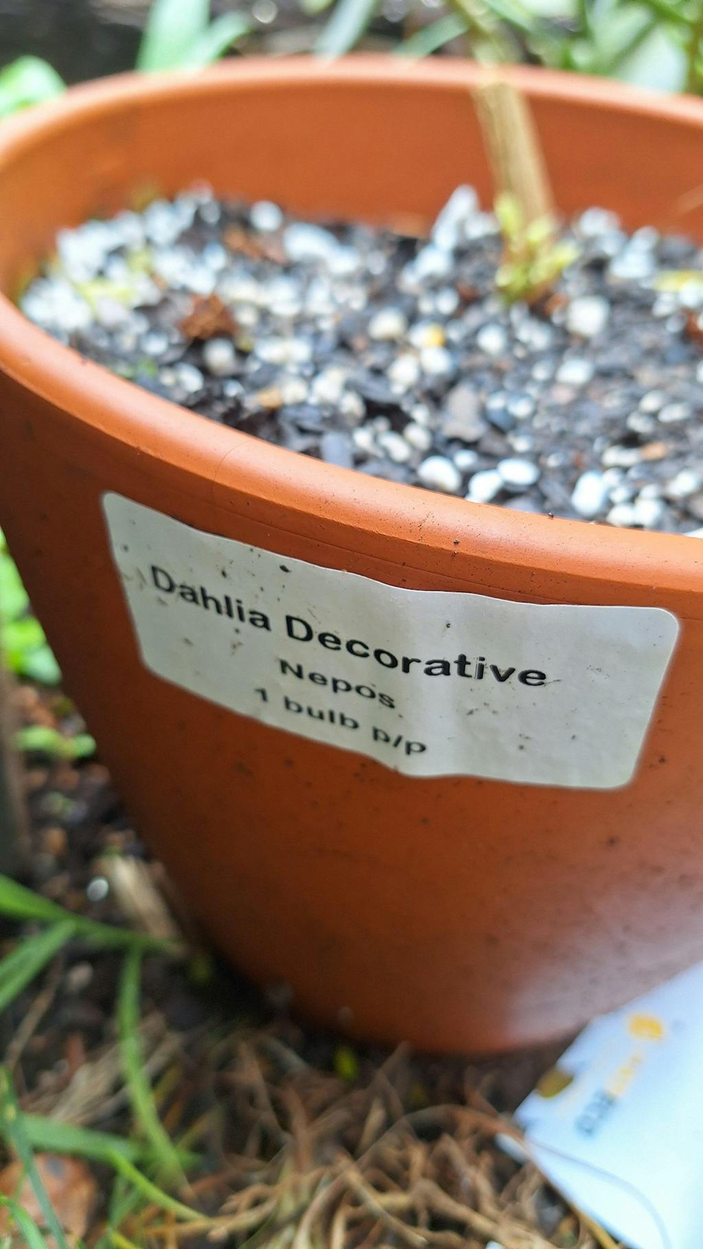 Growing and Caring for Gloriosa (flame lily) — Hadeco.co.za