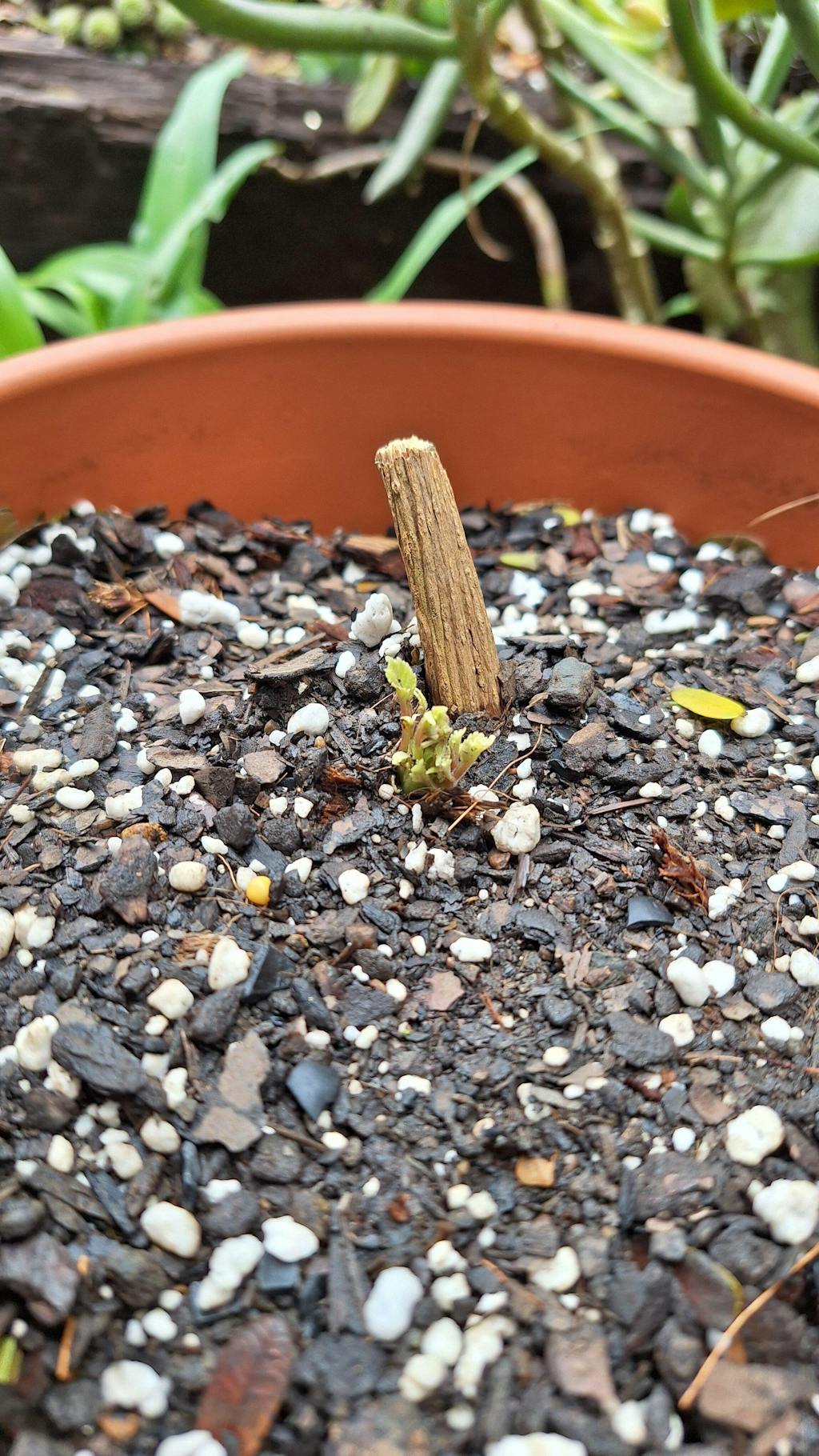 Growing Gladiolus in South Africa — Hadeco.co.za