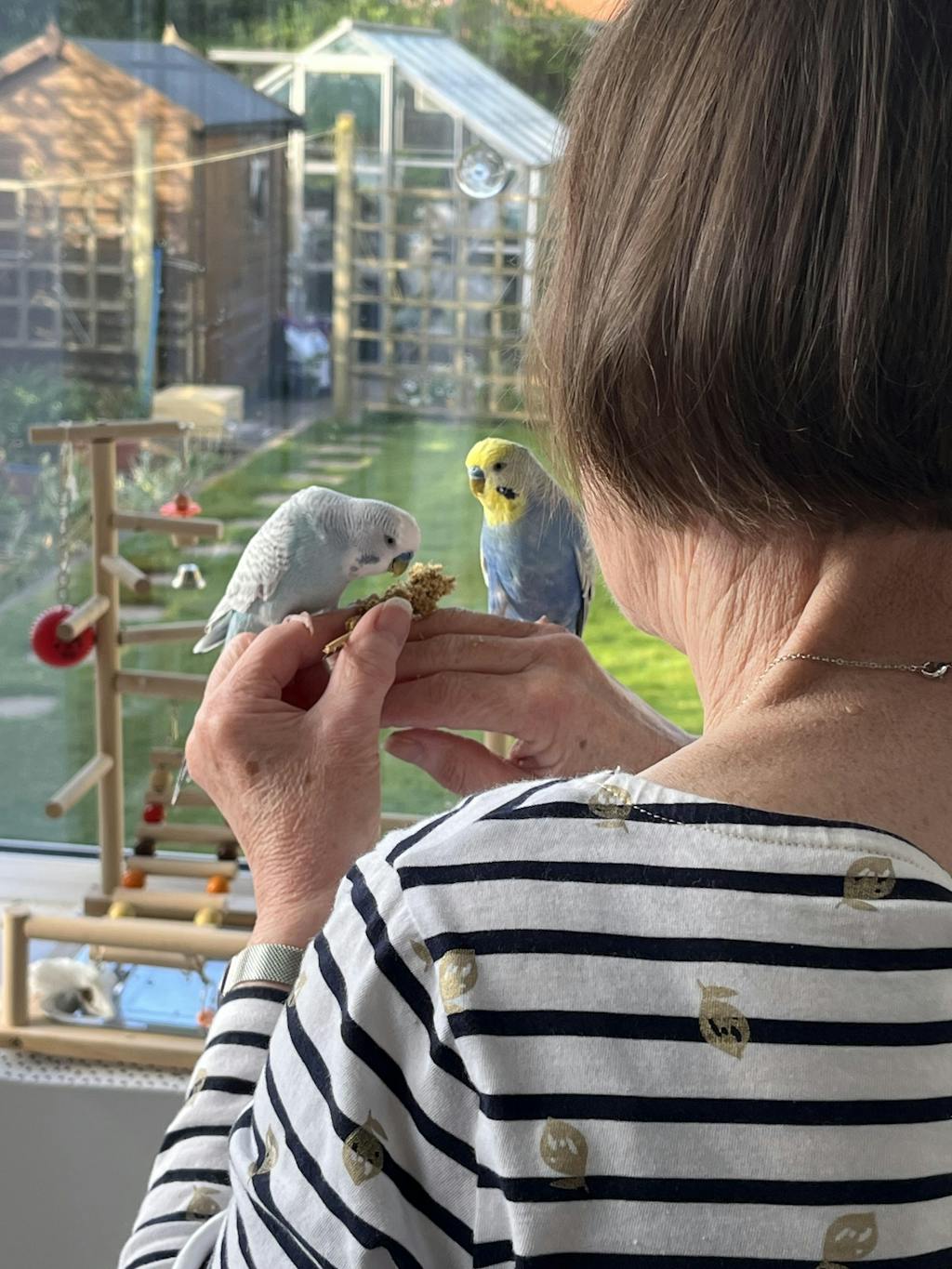 Tip Top Budgie Seed with Budgie Tonic – Haith's UK