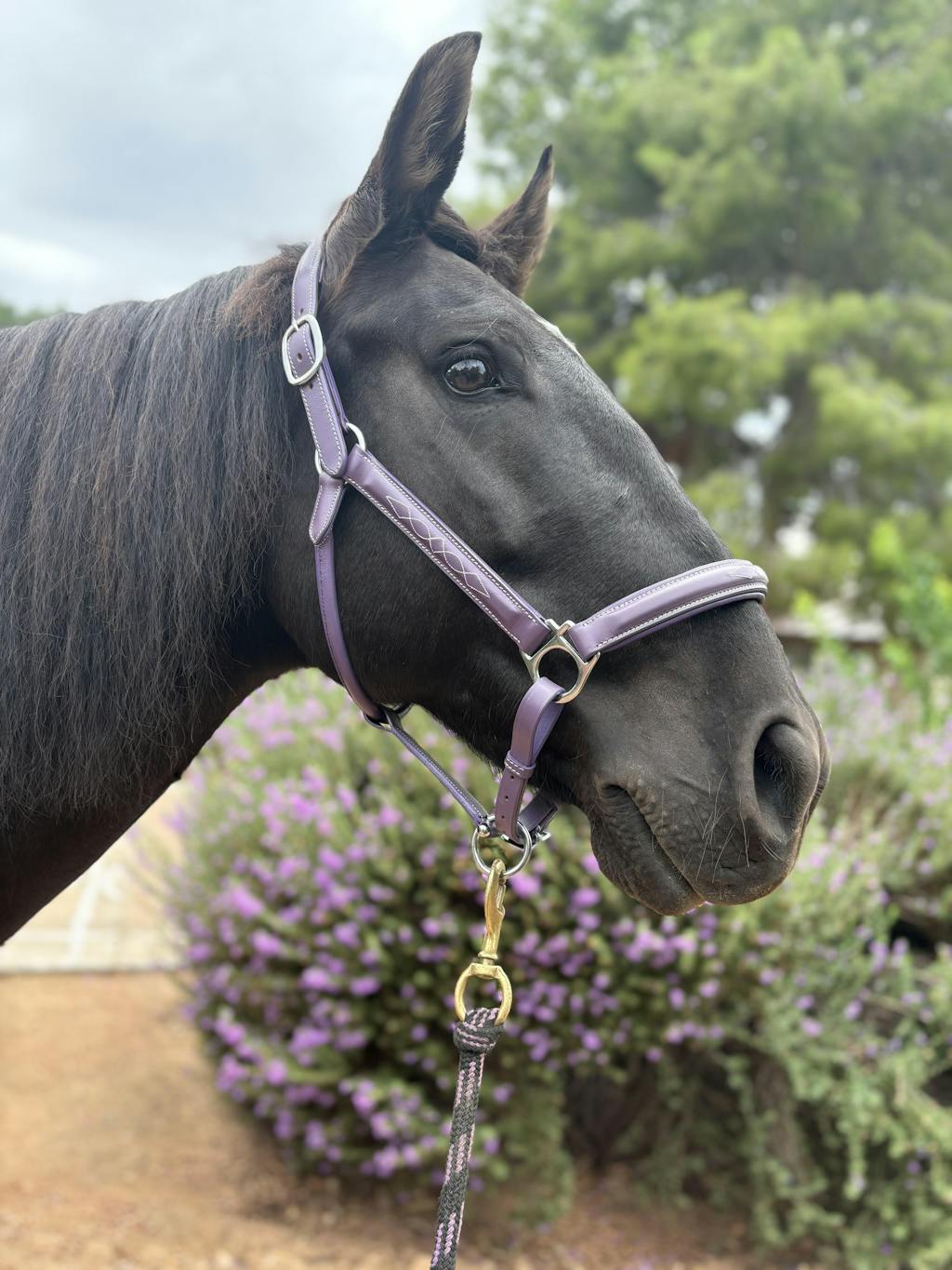 Meet Our Sponsored Riders - Dressage - Halter Ego®