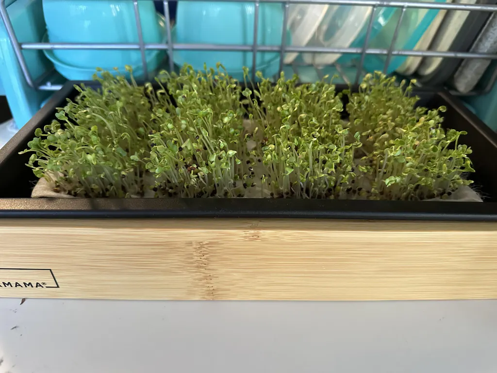 Microgreens Grow Kit – Hamama
