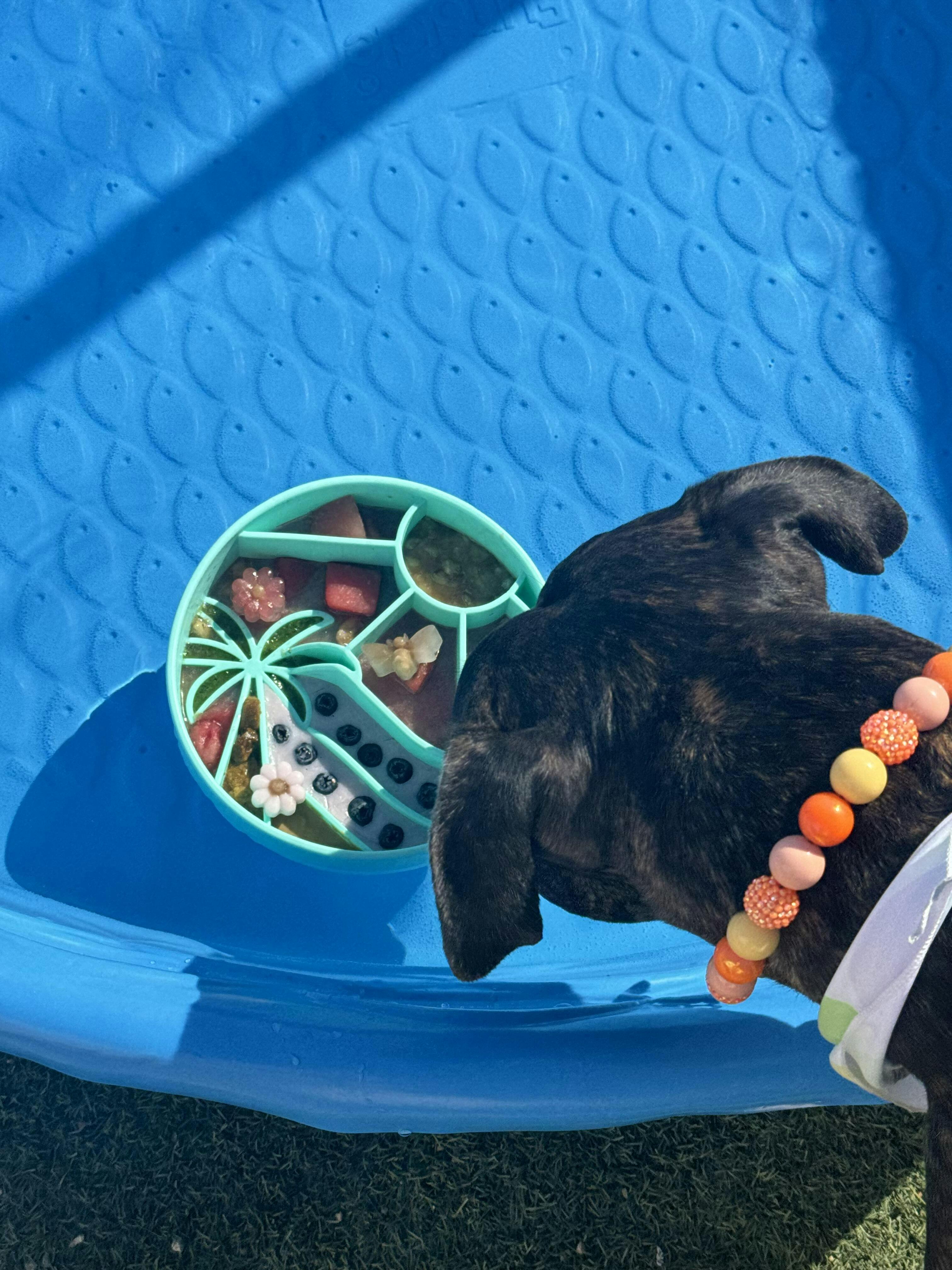 Loco Coco Interactive Slow Feeder Bowl – Happy Dingos