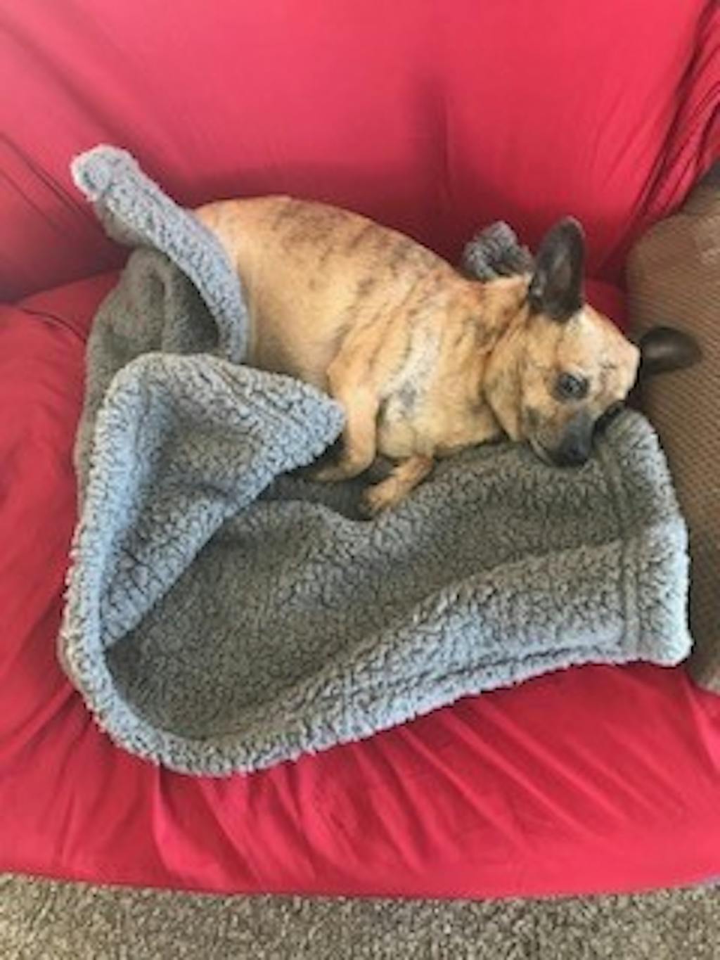 Natural Dog Food Samples - Happy Dog Food