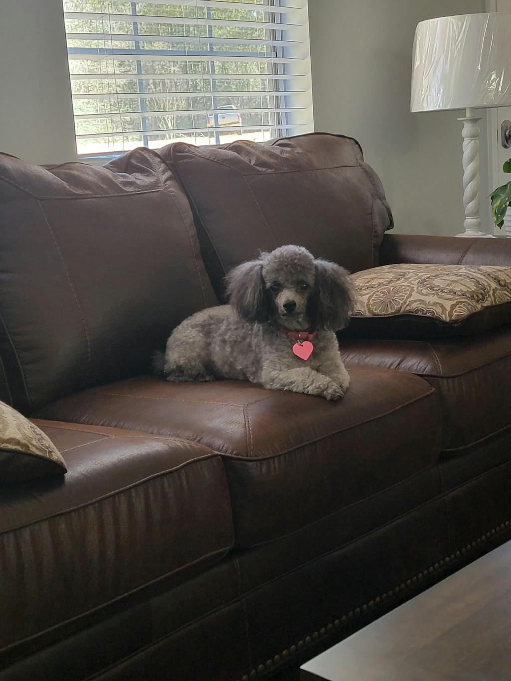 HappyDogFood | Real Food For Real Good Dogs