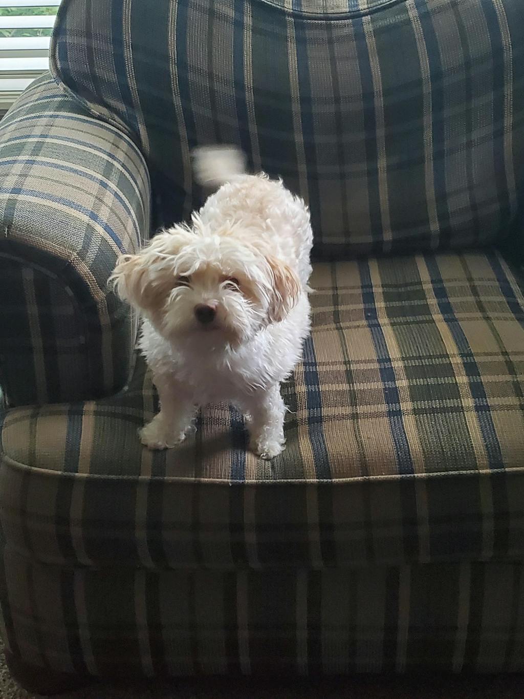 HappyDogFood | Real Food For Real Good Dogs