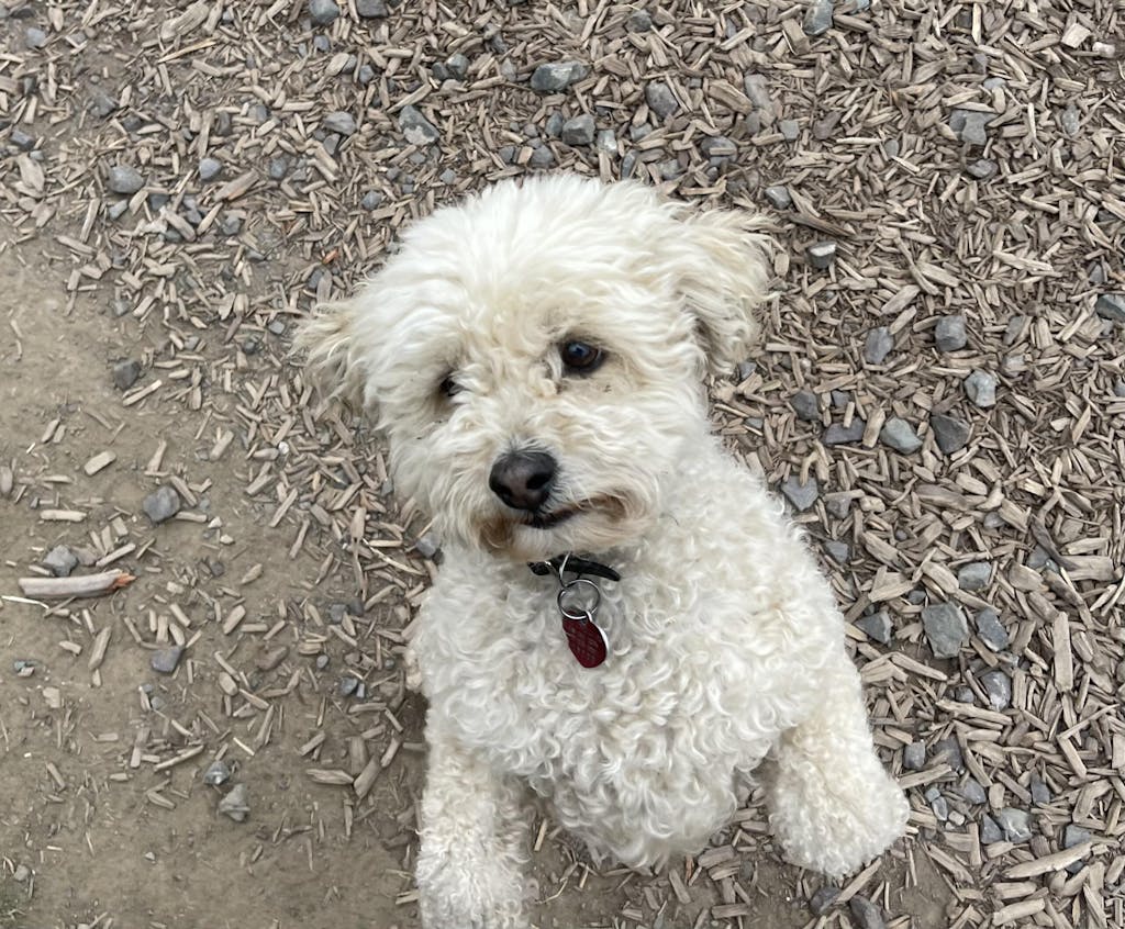 HappyDogFood | Real Food For Real Good Dogs