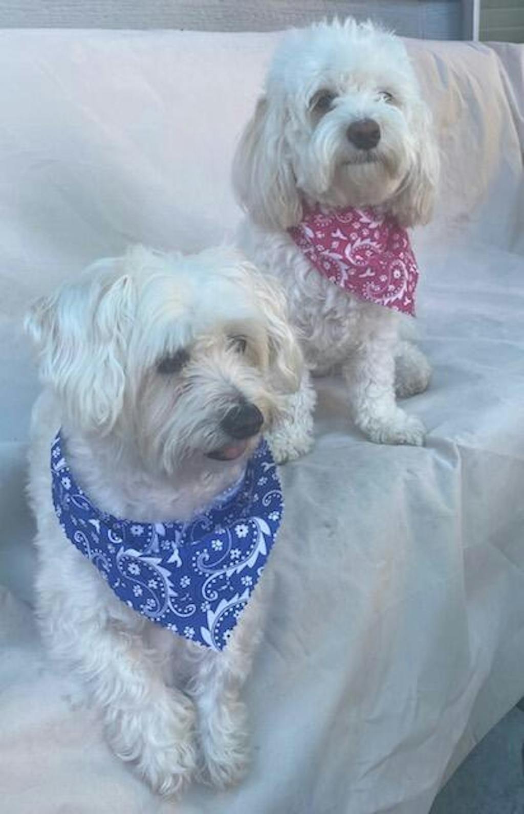 HappyDogFood | Real Food For Real Good Dogs