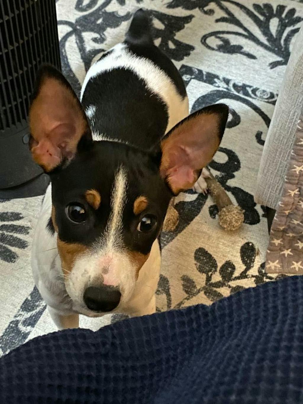 HappyDogFood | Real Food For Real Good Dogs