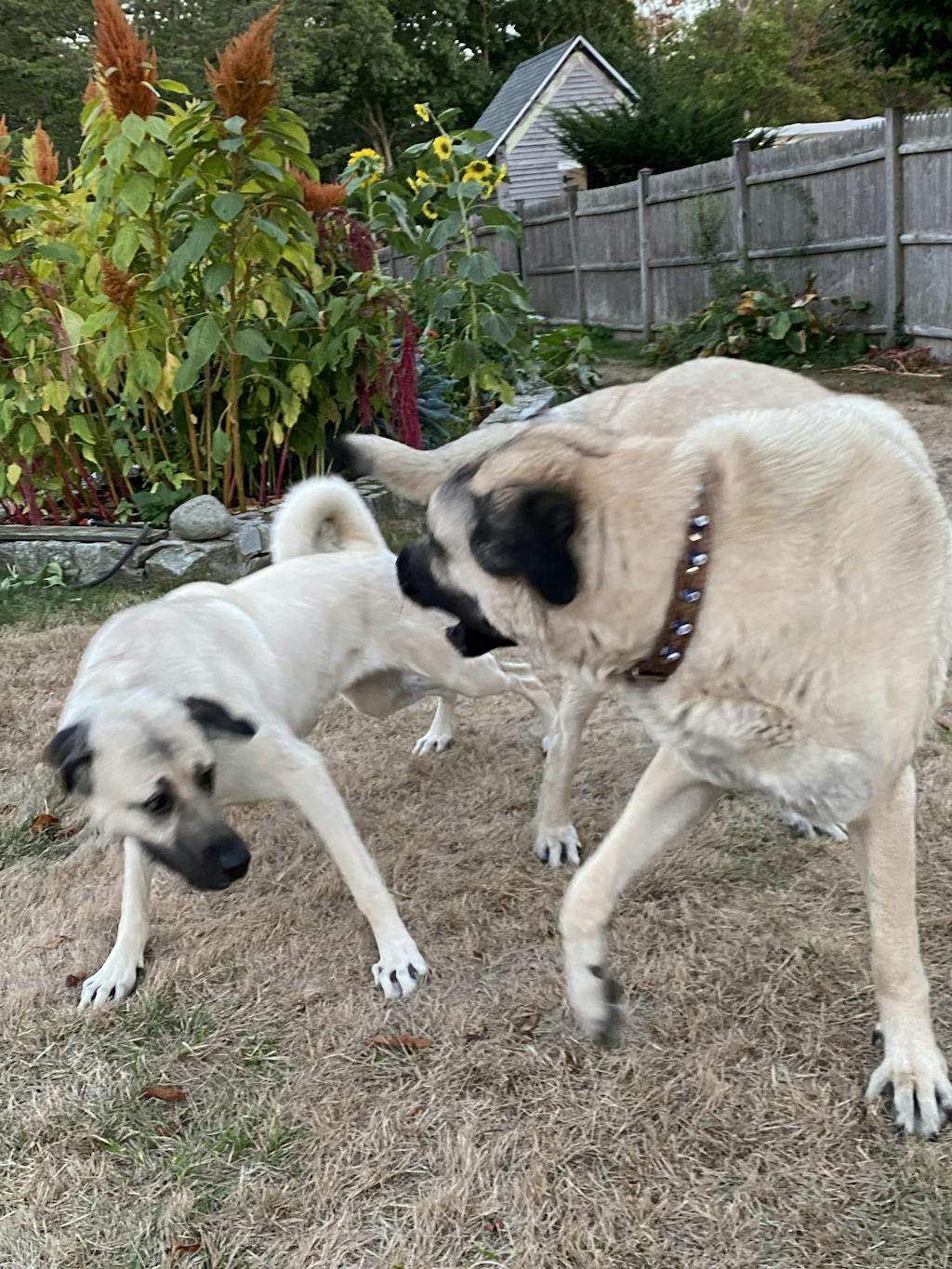 HappyDogFood | Real Food For Real Good Dogs