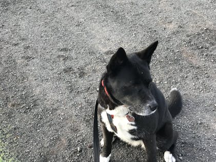 Dog Ate Chicken Carcass | ppgbbe.intranet.biologia.ufrj.br