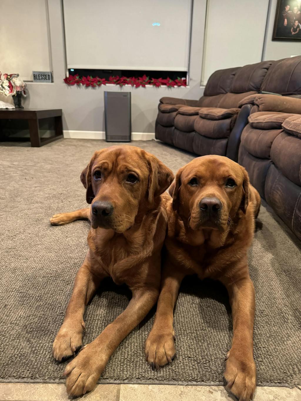 HappyDogFood | Real Food For Real Good Dogs