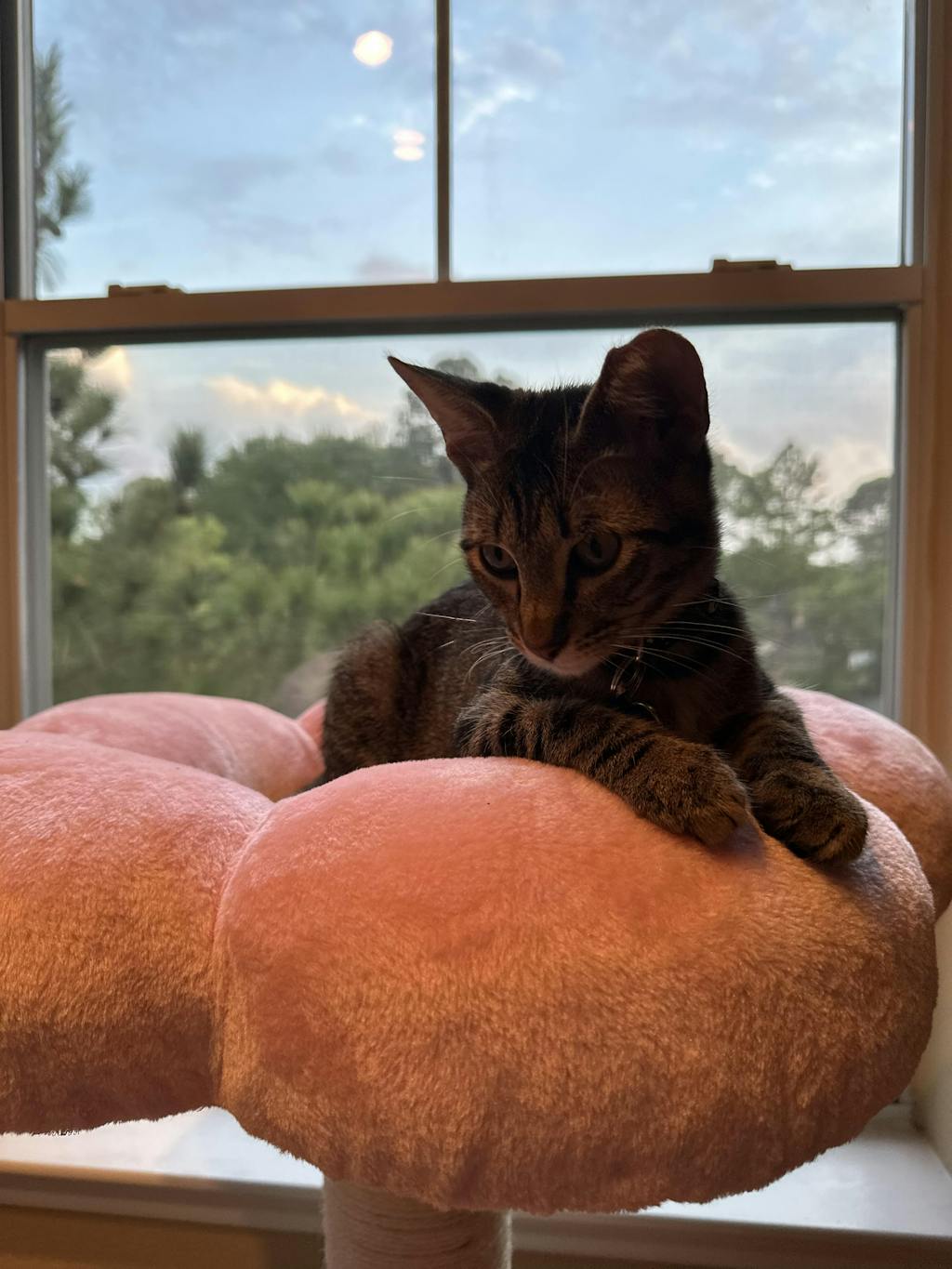 Three Flower Cat Tree – Happy & Polly