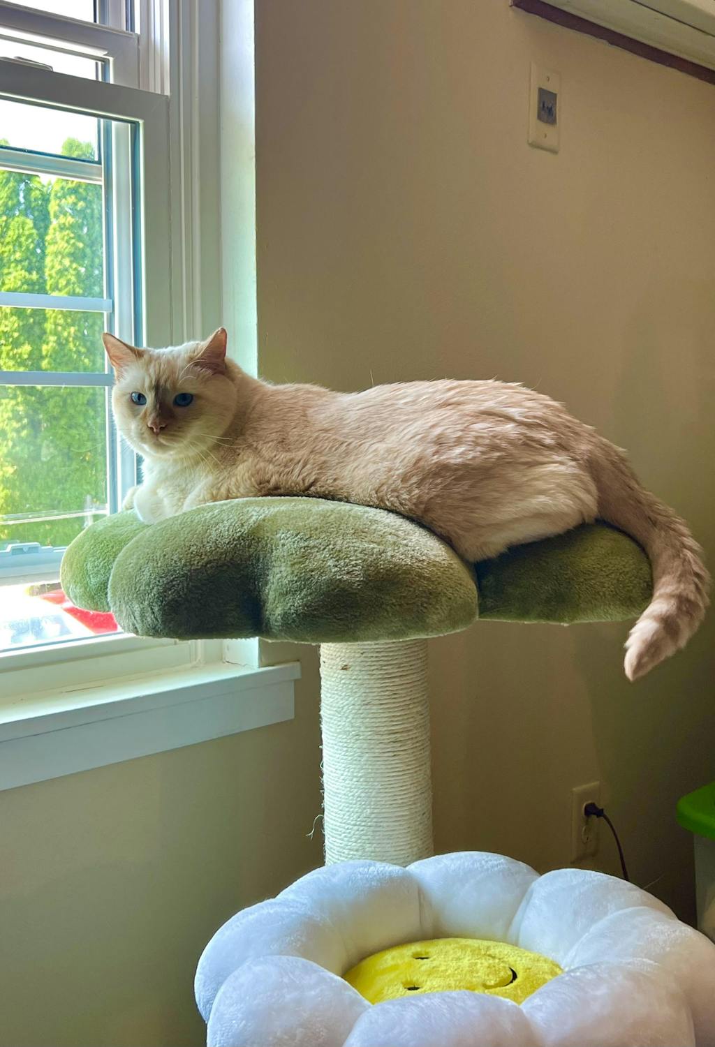 Four Leaf Clover Cat Tree – Happy & Polly