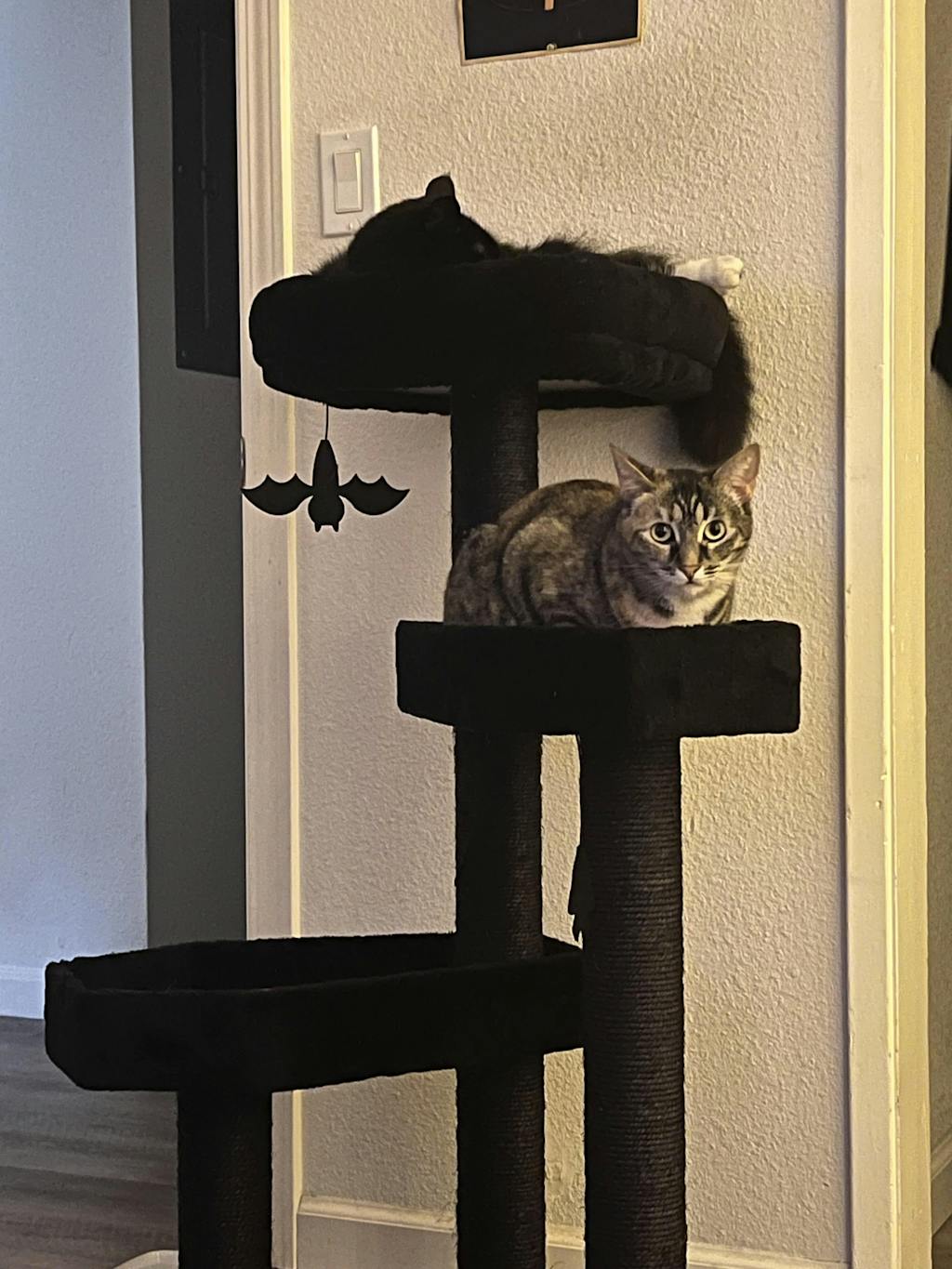 Gothic Style Cat Tree – Happy & Polly