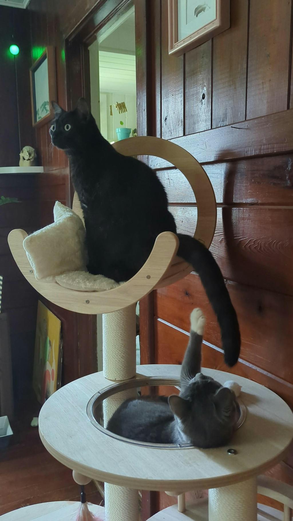 Building Block Cat Tree – Happy & Polly