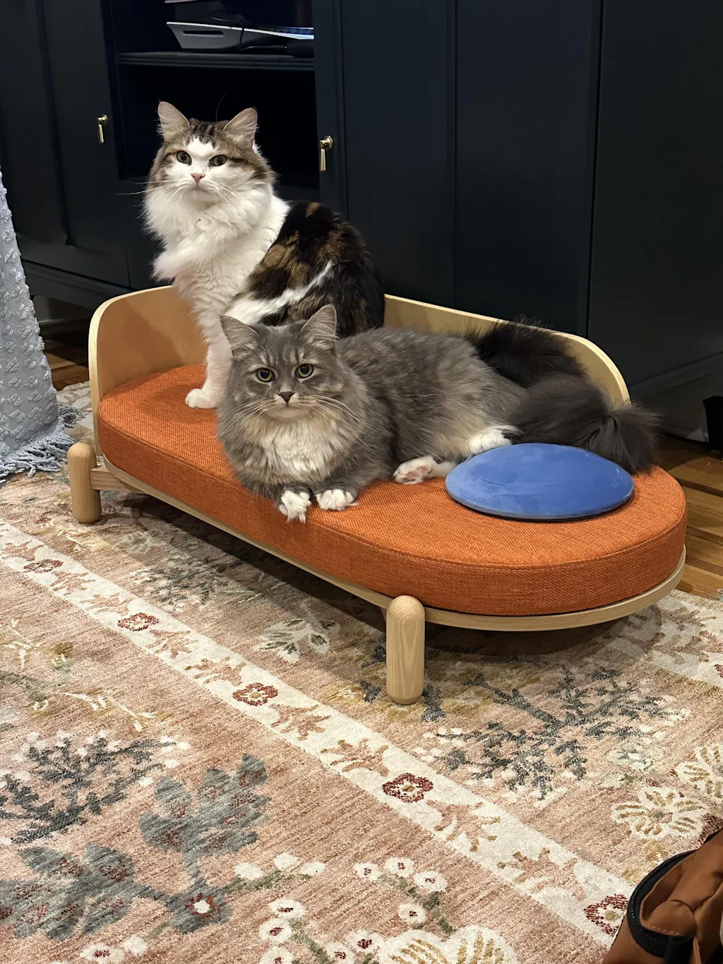 35.9'' Wooden Sunset Cat Couch for Multiple Cats - Stylish Lounge & Pl ...