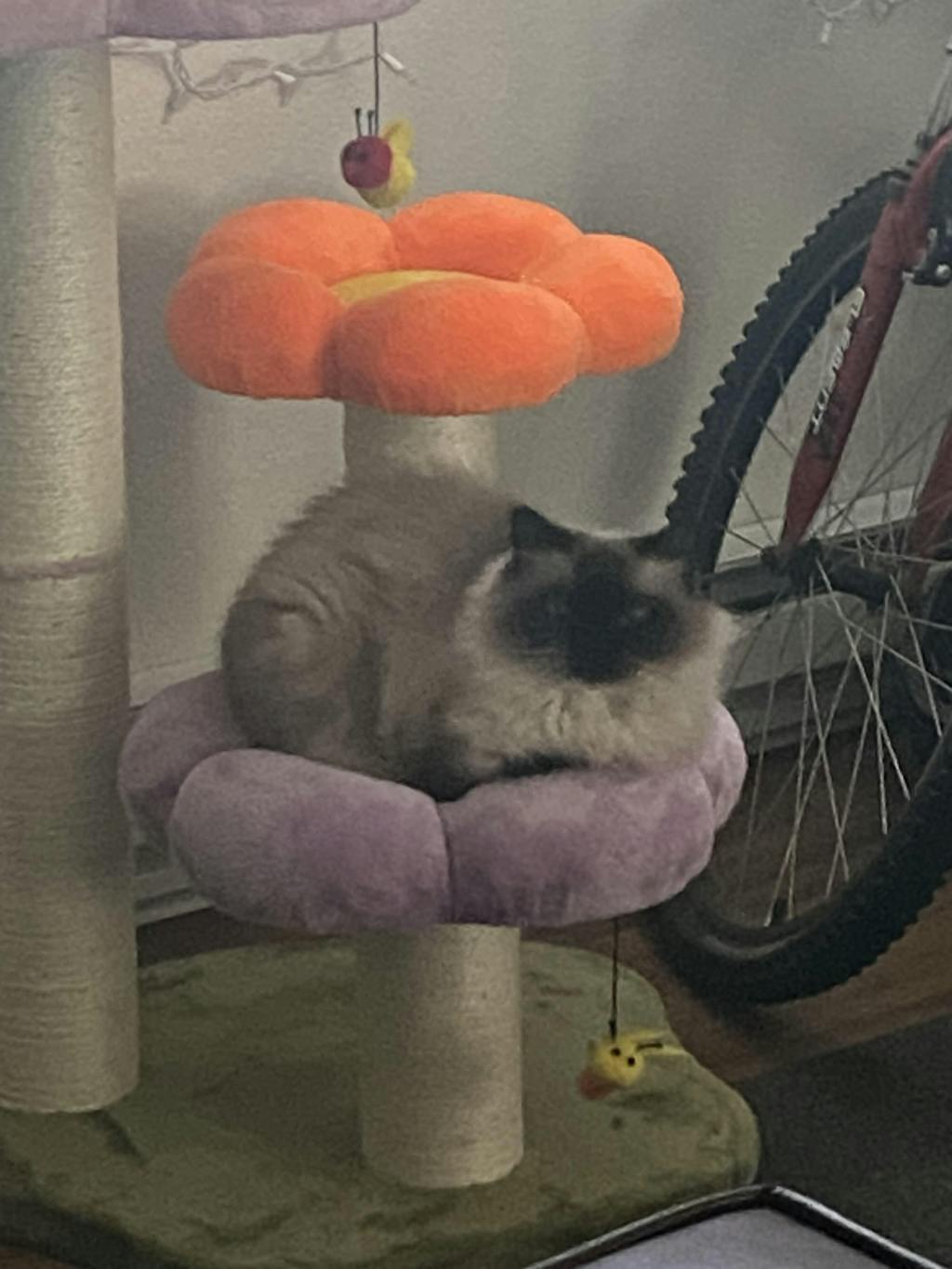 Three Flower Cat Tree – Happy & Polly