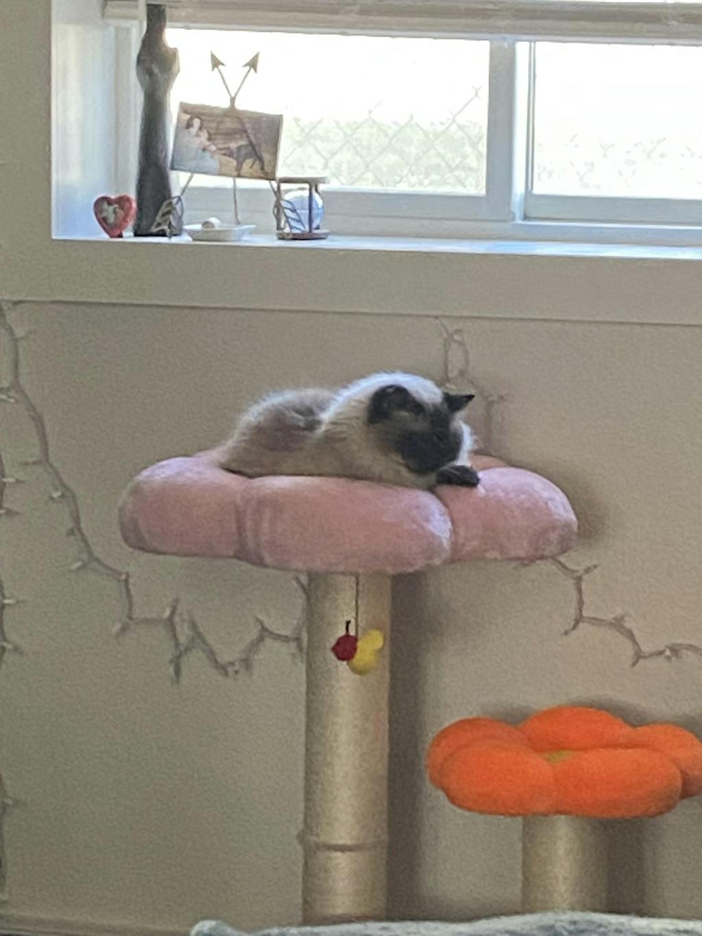 Three Flower Cat Tree – Happy & Polly