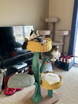 Yellow Tulip Cat Tree – Happy & Polly