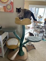 Yellow Tulip Cat Tree – Happy & Polly