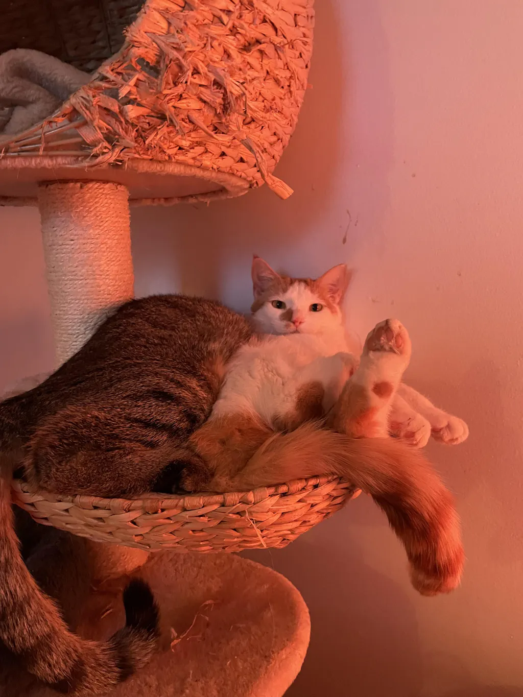 Bird Nest Cat Tree – Happy & Polly