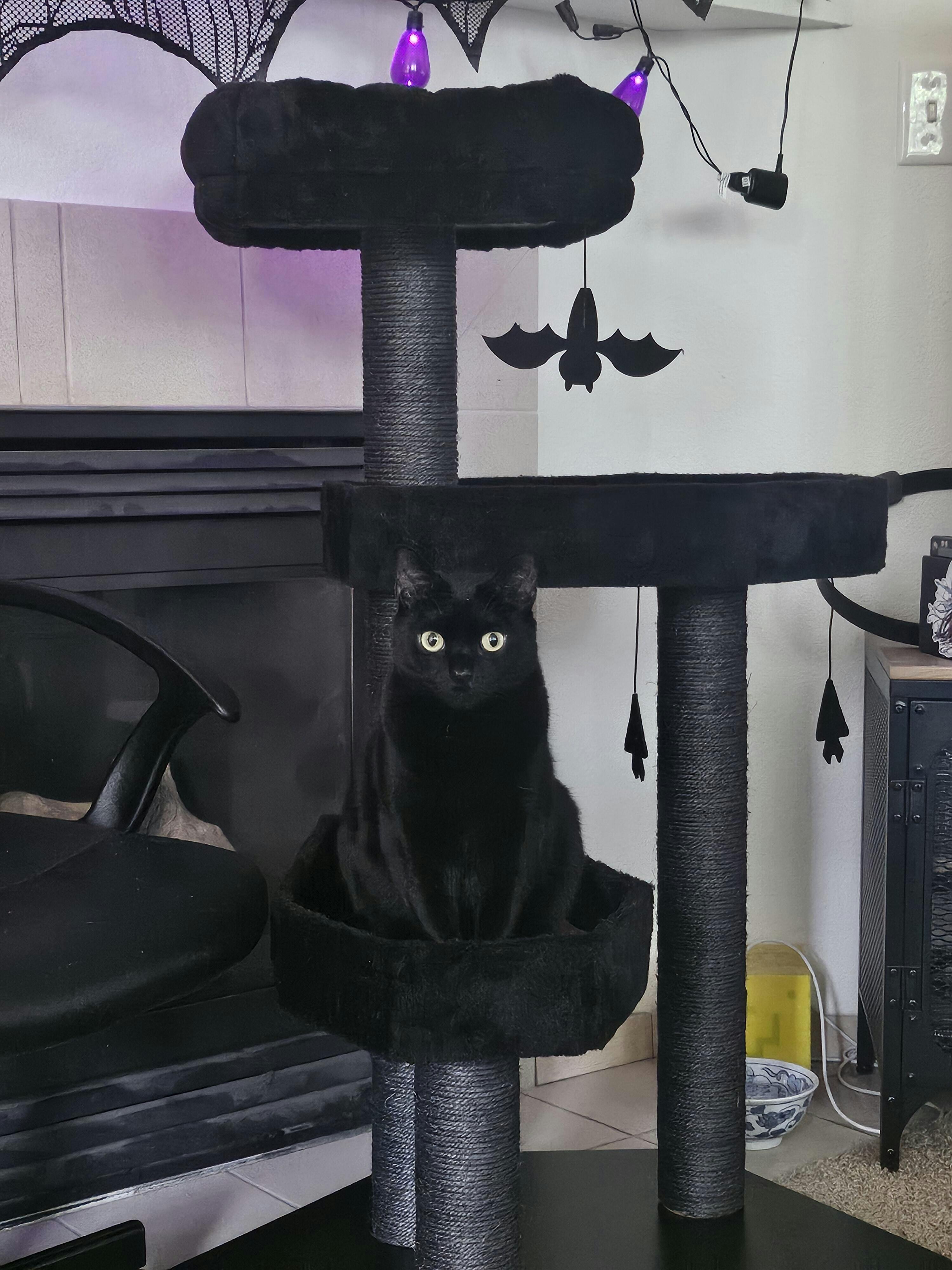Gothic Style Cat Tree – Happy & Polly