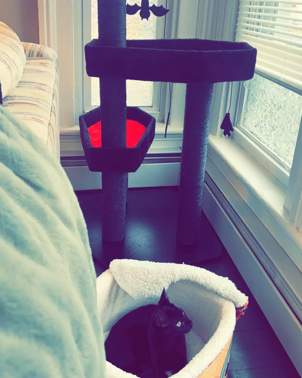 Gothic Style Cat Tree – Happy & Polly