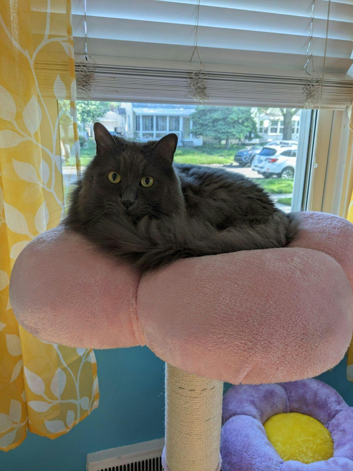 Three Flower Cat Tree – Happy & Polly