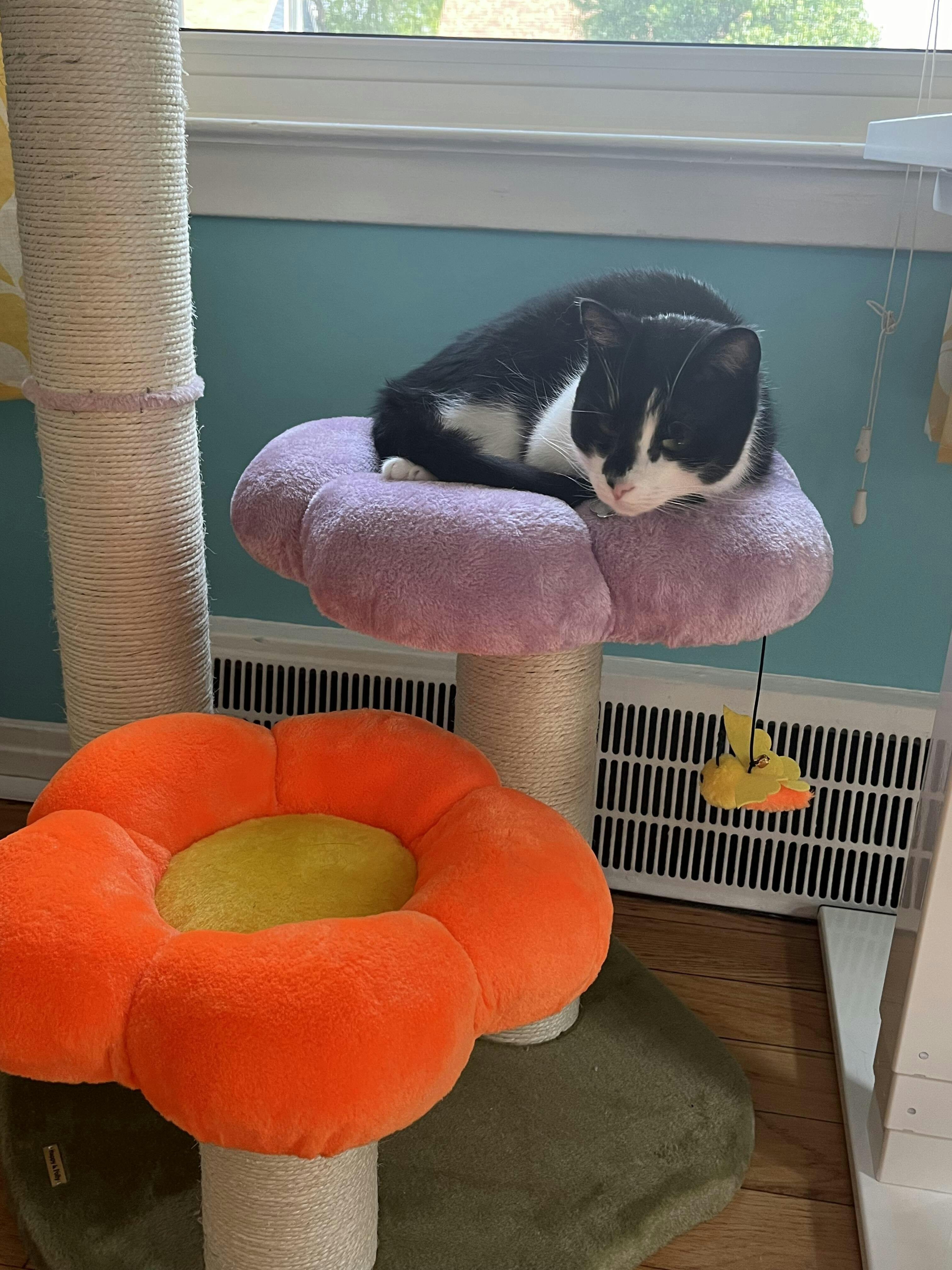 Three Flower Cat Tree – Happy & Polly