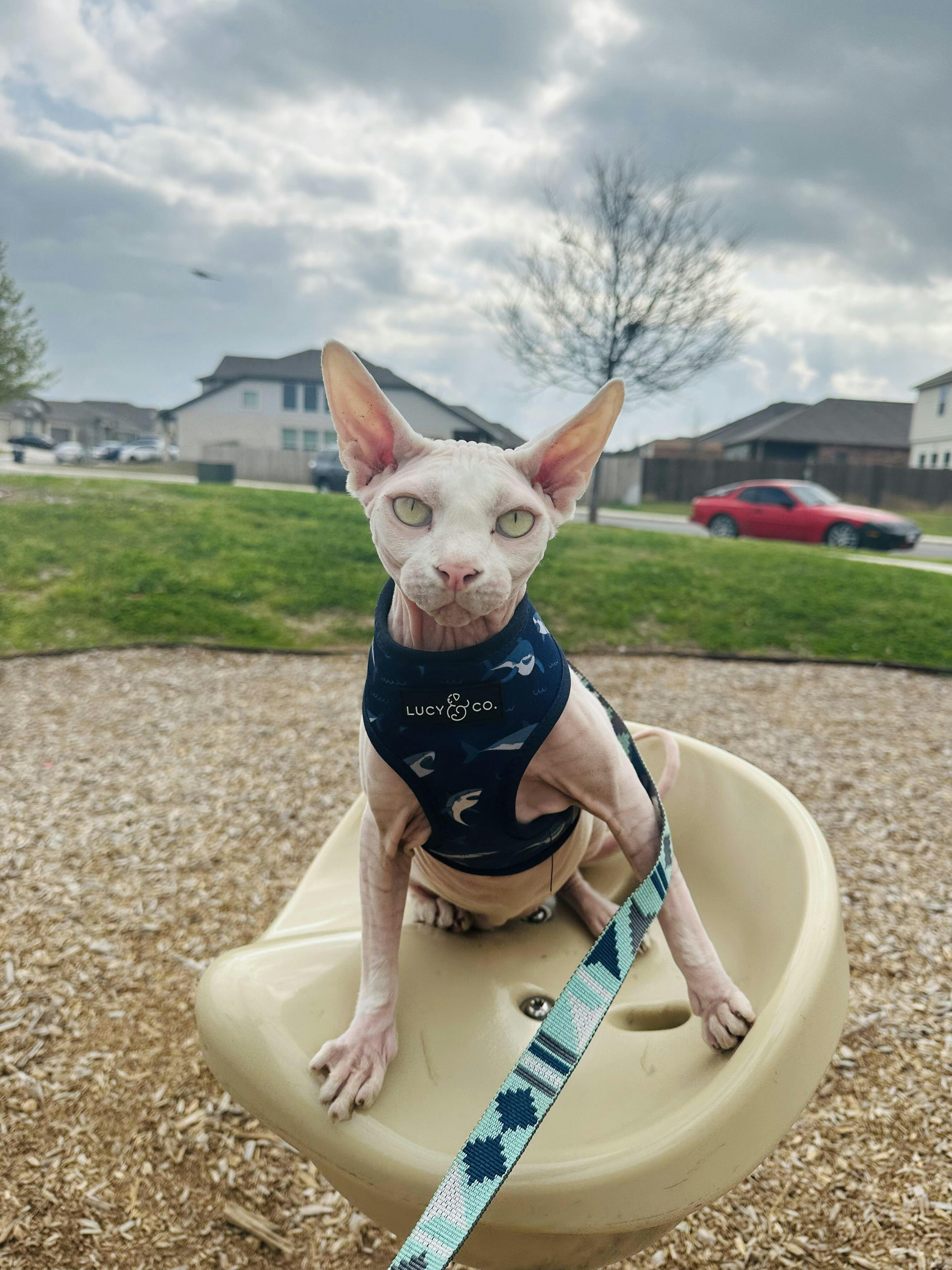 Custom Pet Portrait Phone Holder – Happy & Polly