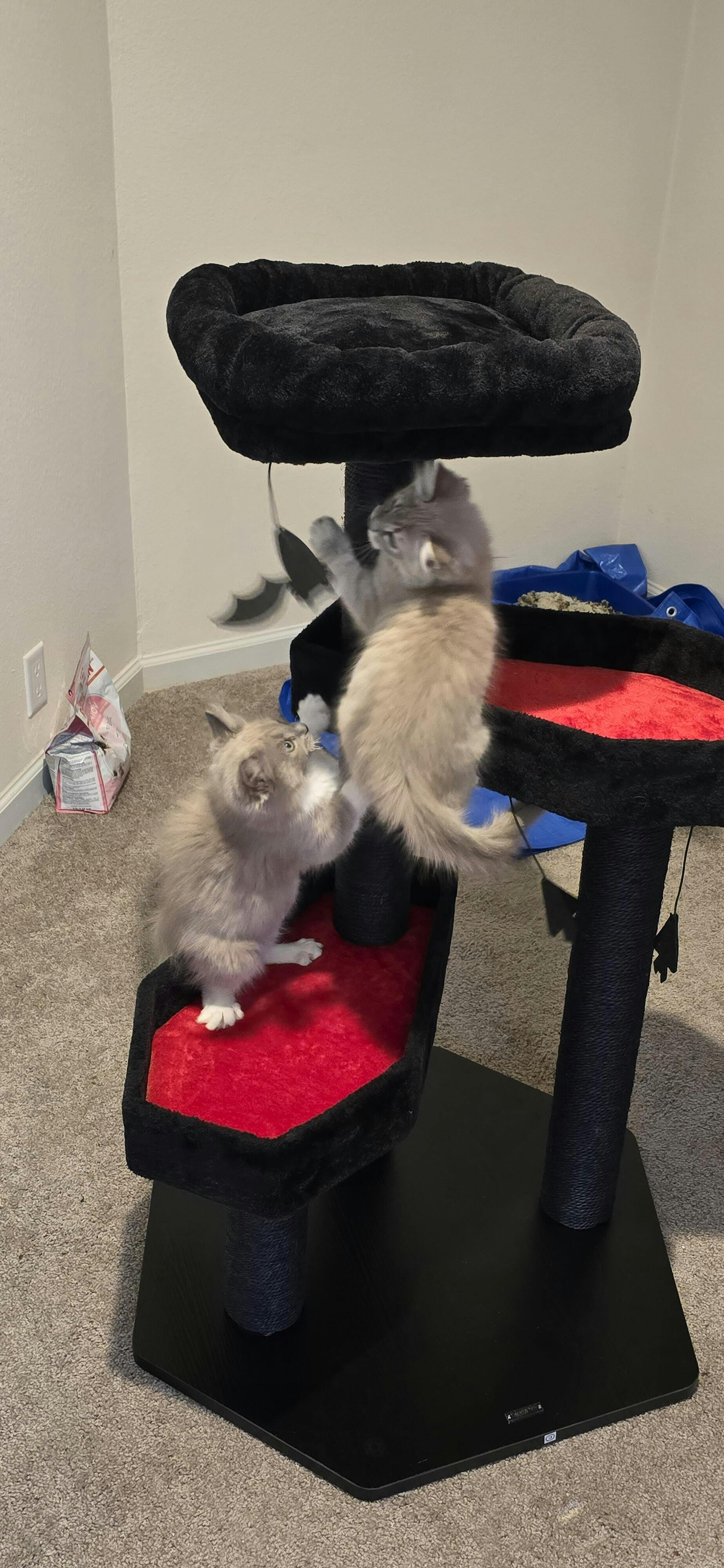 Gothic Style Cat Combo – Happy & Polly