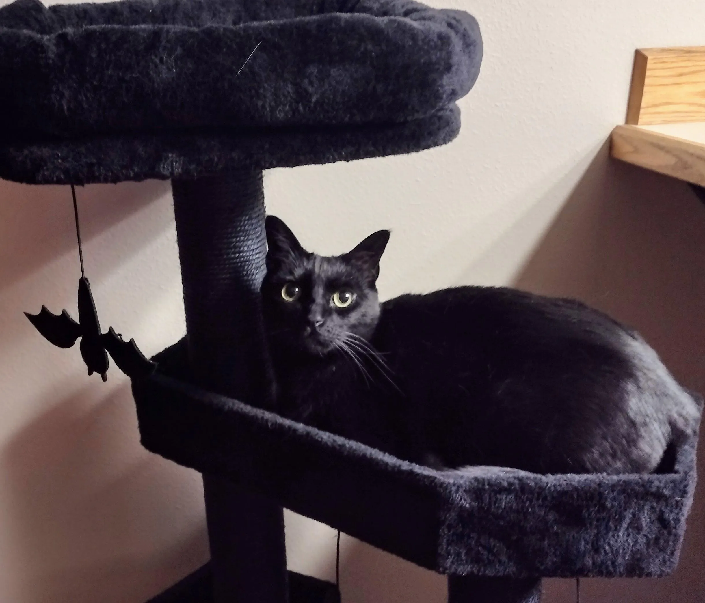 Gothic Style Cat Tree – Happy & Polly