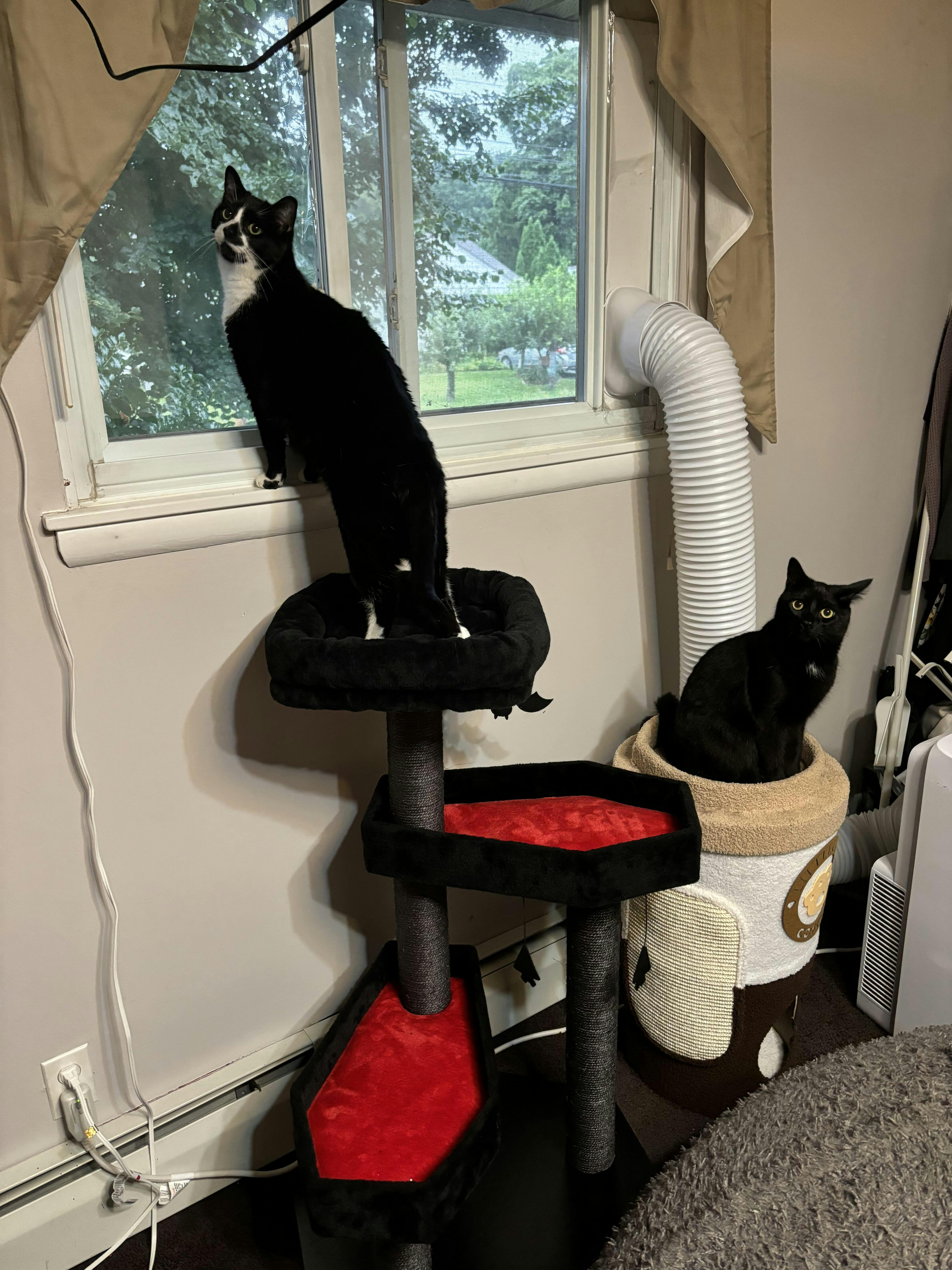 Gothic Style Cat Tree – Happy & Polly