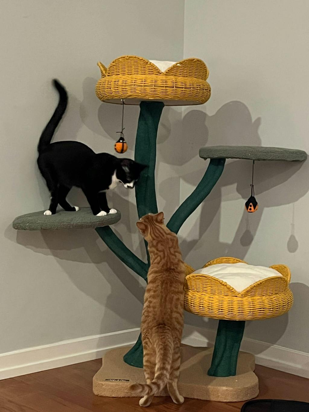 Yellow Tulip Cat Tree – Happy & Polly