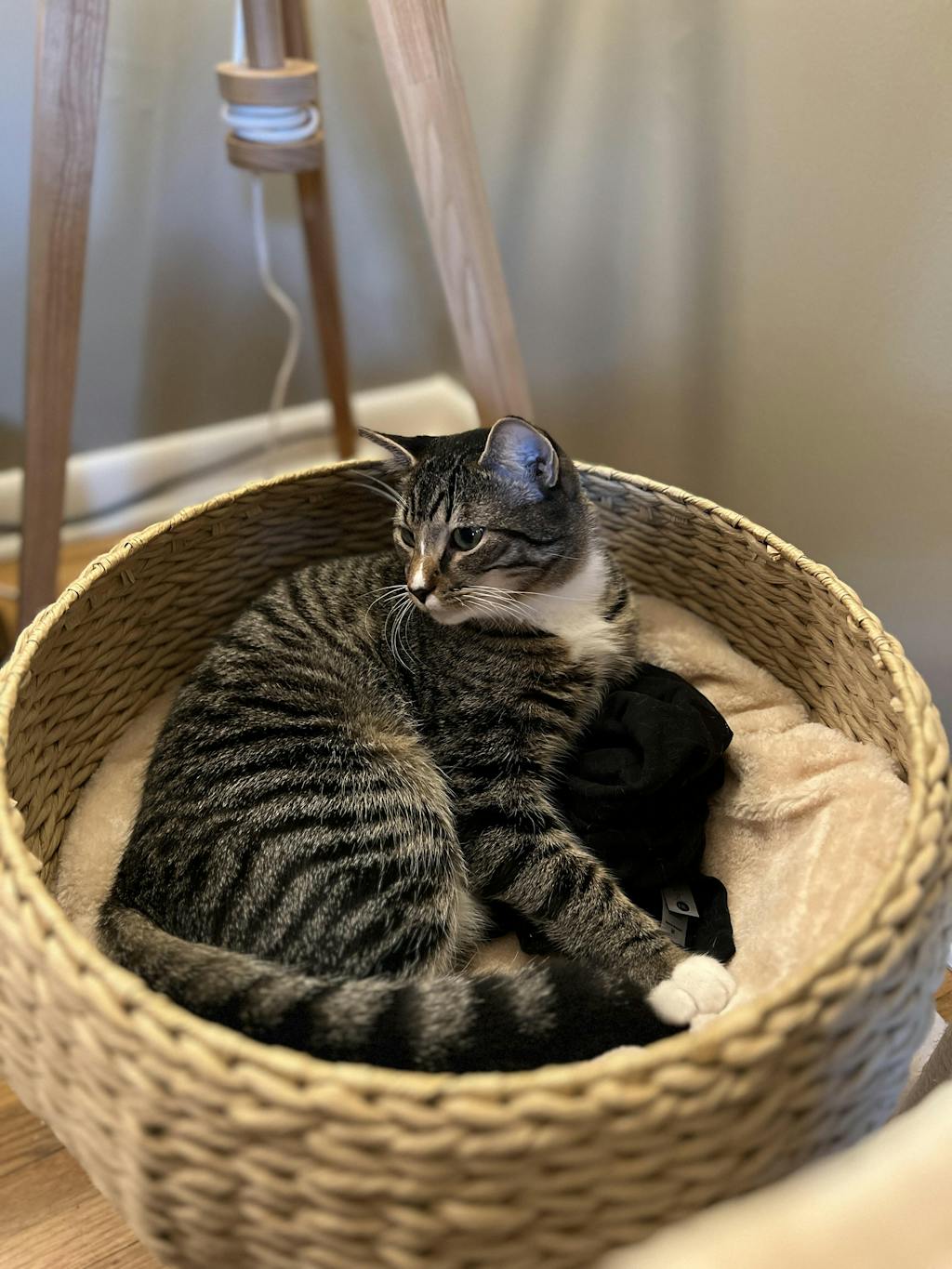 Bird Nest Cat Tree – Happy & Polly