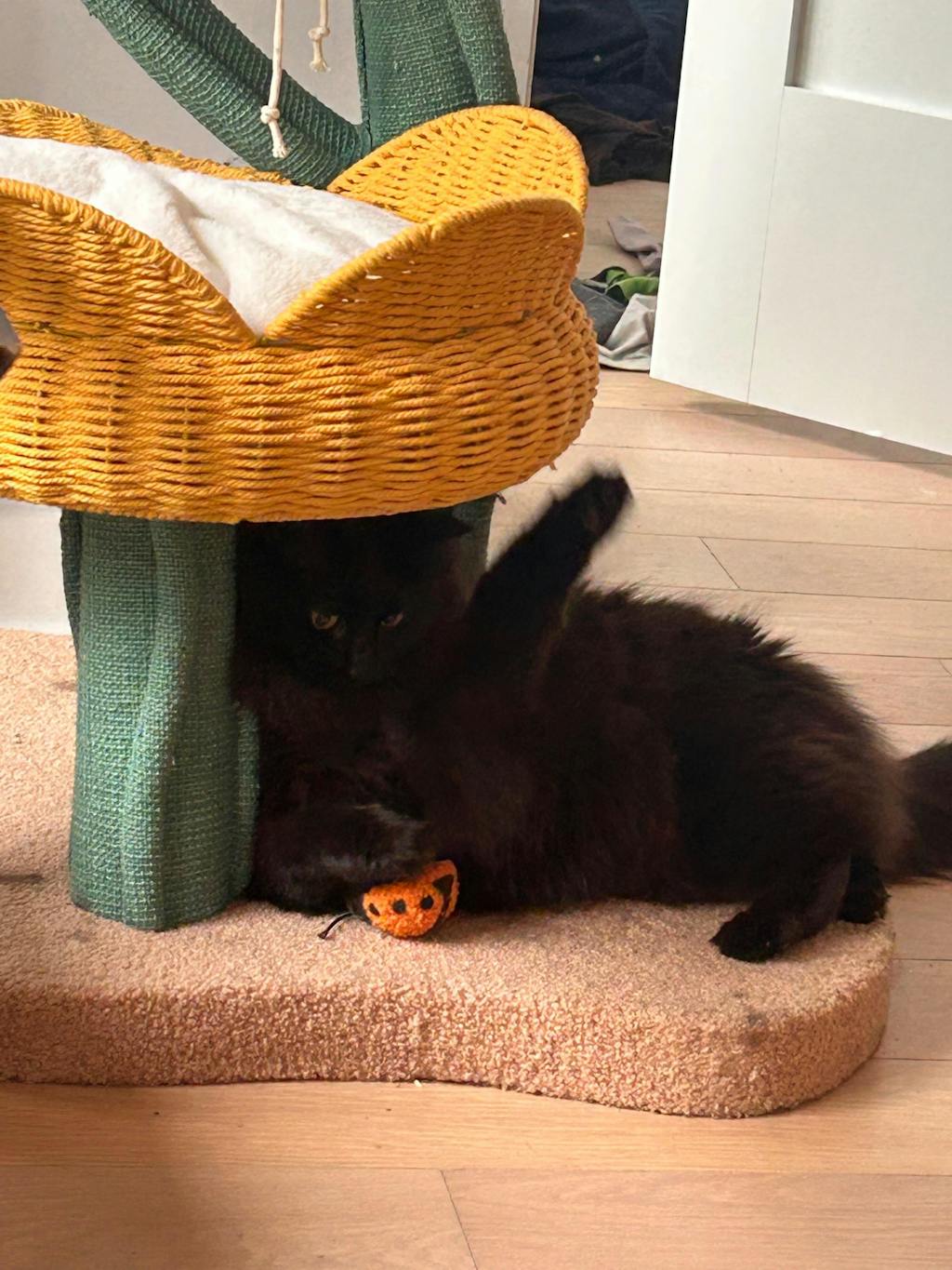 Yellow Tulip Cat Tree – Happy & Polly