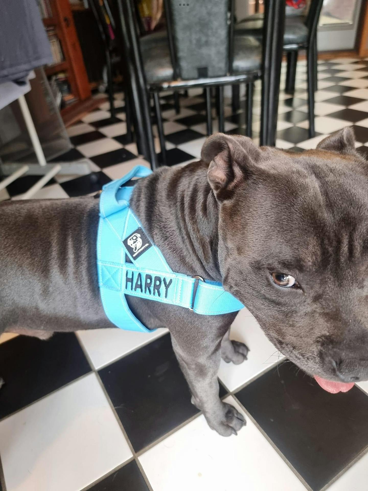 Happy Staffy Duraball | Toy Ball for Dog – Happy Staffy Co.