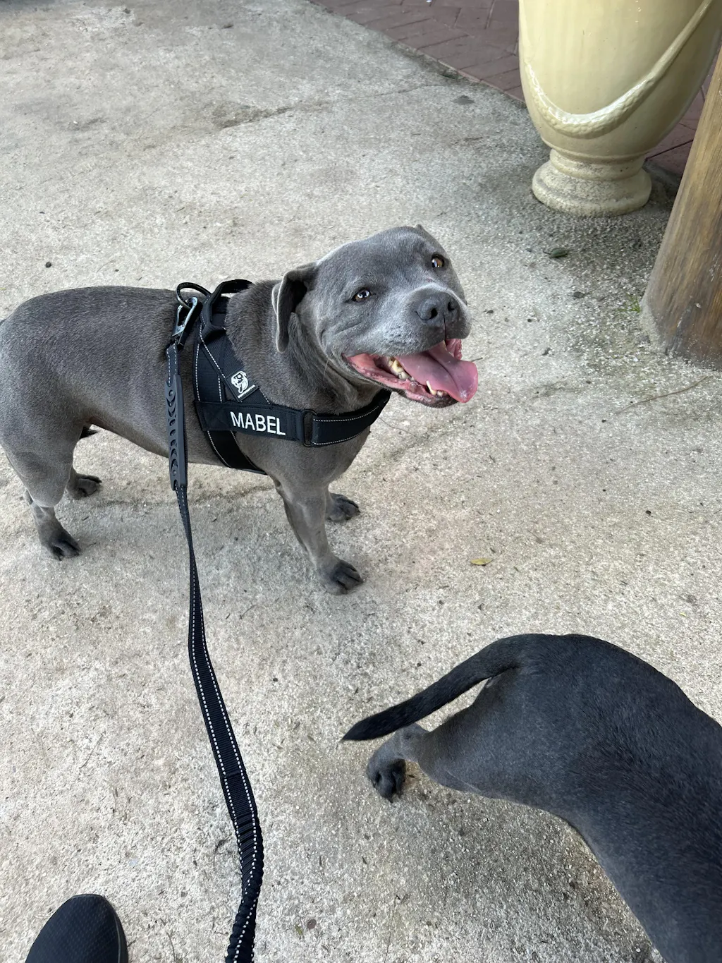 Staffy Harness – Happy Staffy Co.