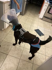 K9 TailSaver™ for Happy Tail Syndrome – Happy Tail Saver